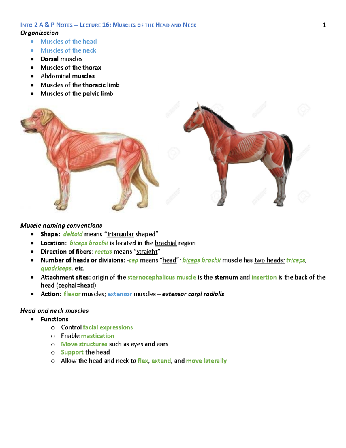 Lecture 16- Muscles OF THE HEAD AND NECK - Organization - Muscles of ...