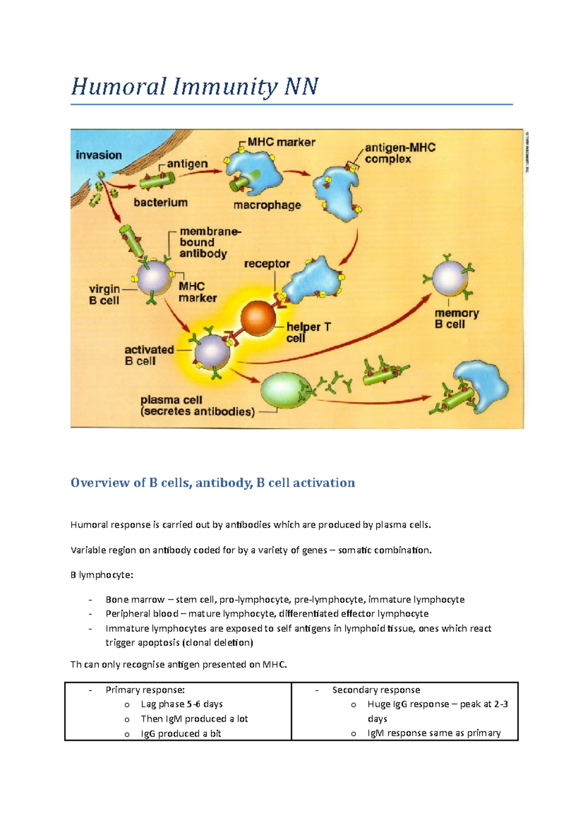 Humoral Immunity - Variable region on antibody coded for by a variety ...