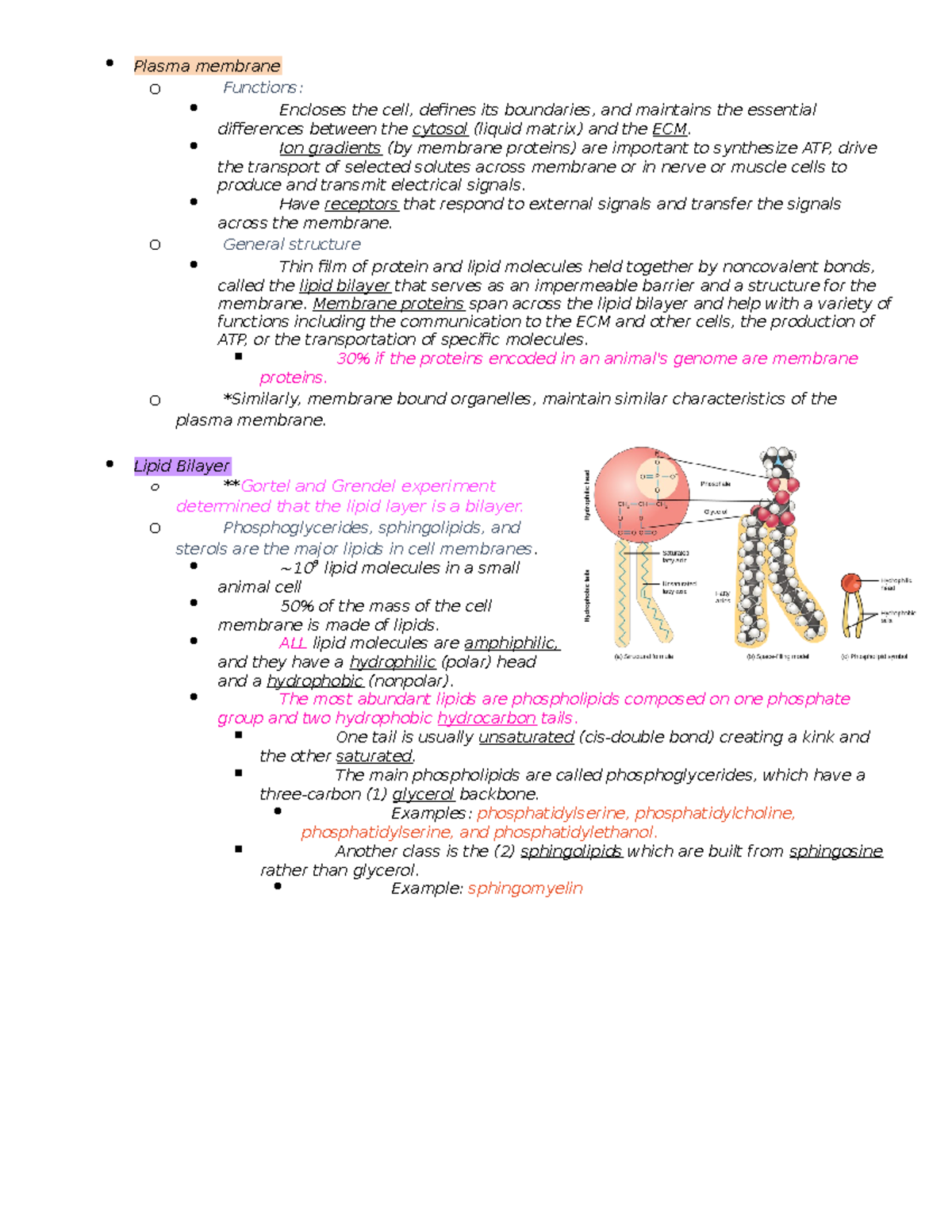 Chapter 10 membrane structure notes - Plasma membrane o Functions ...