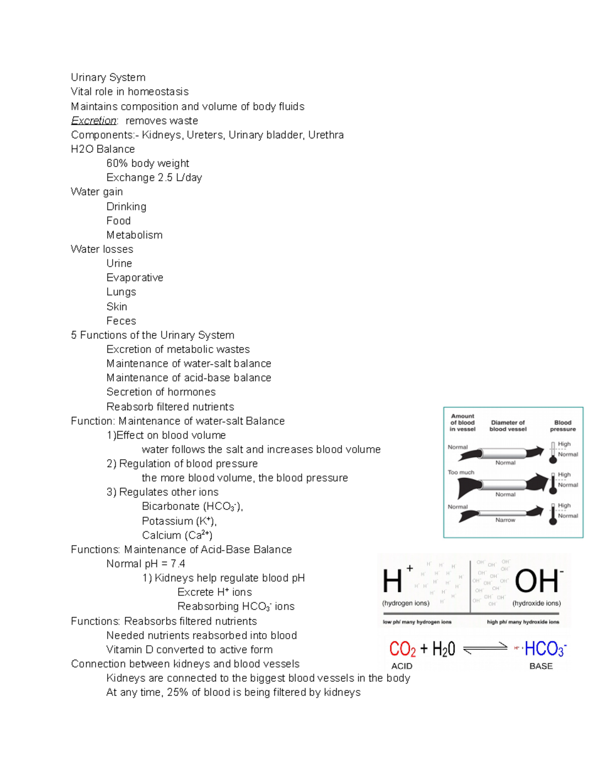 Chapter 15 - Human Bio - Urinary System, Kidneys, Urine, Bladder ...