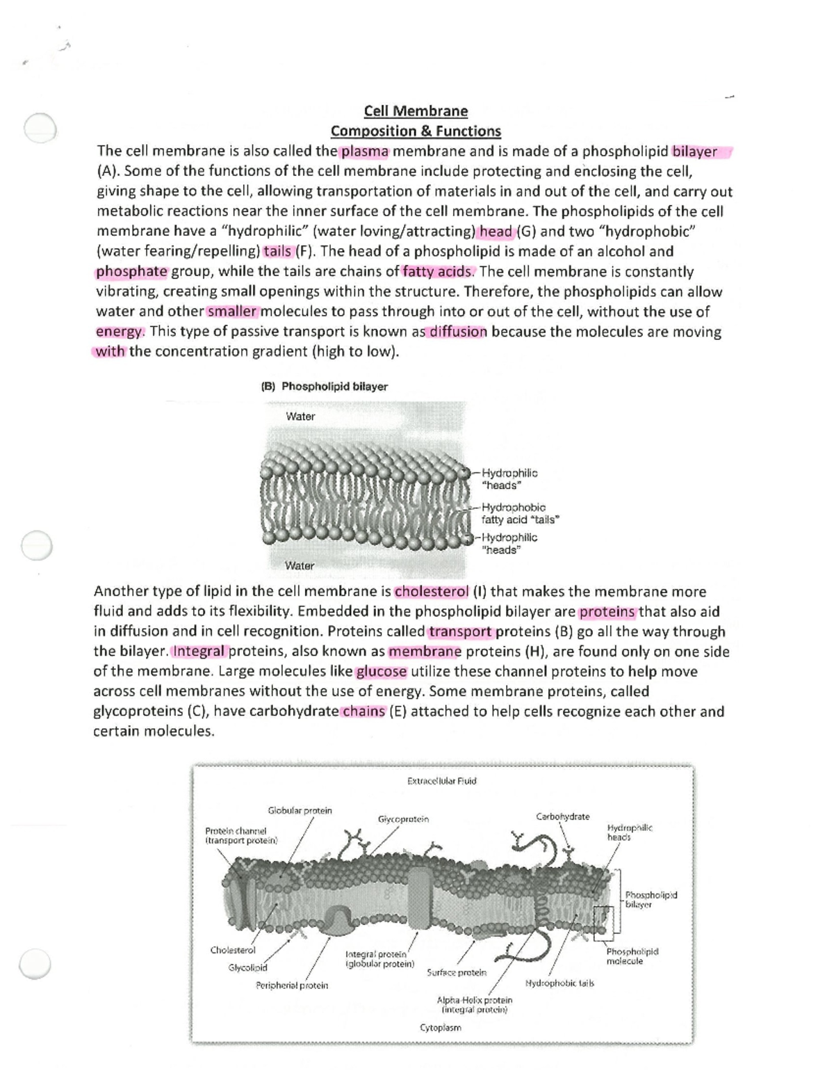 Phospholipids & Phospholipid Bilayer Worksheet - BIOL220 - Studocu
