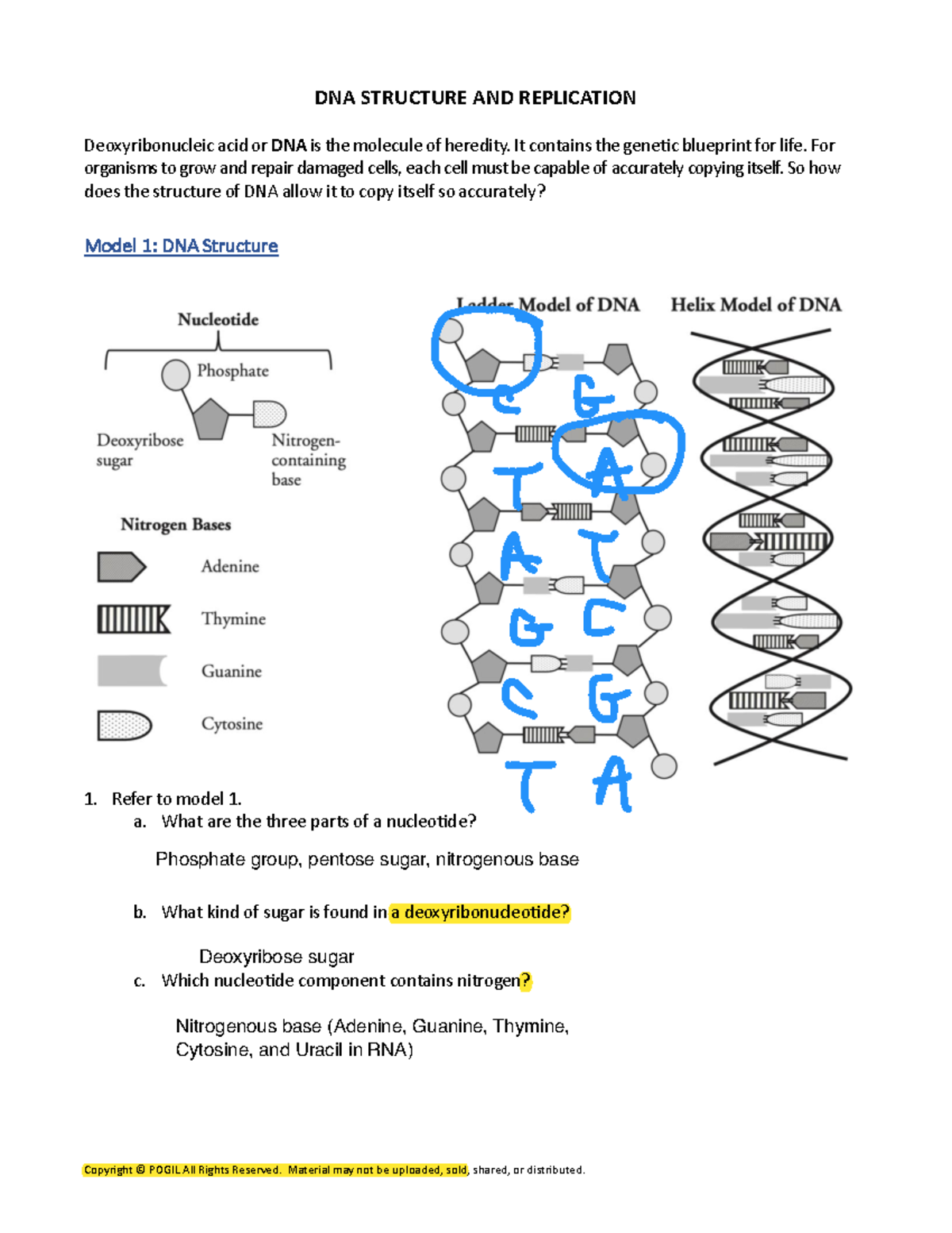 DNA+replication+worksheet-1 - DNA STRUCTURE AND REPLICATION ...