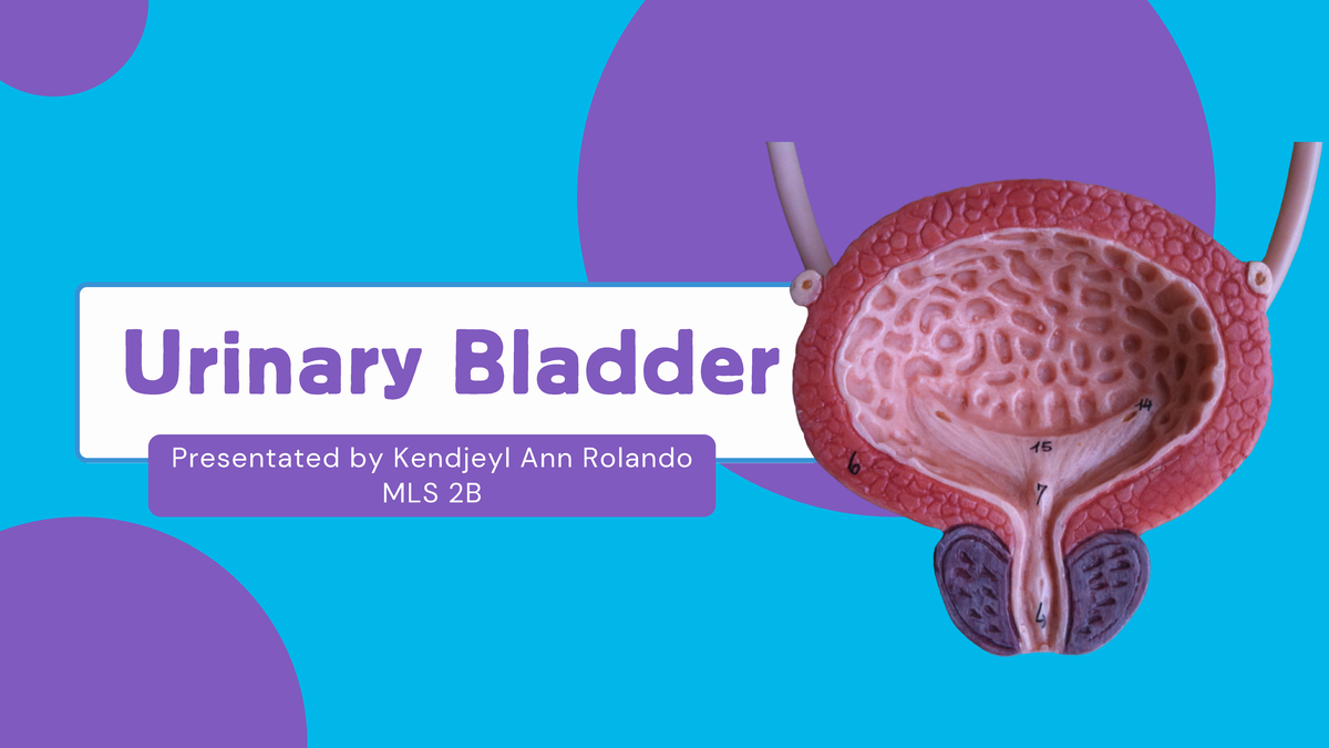 Urinary Bladder - Presentated by Kendjeyl Ann Rolando MLS 2B Urinary ...