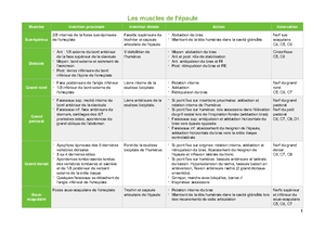 Tableau des muscles - synthèse - BIME-I-101 : les muscles Membre inf 1 ...