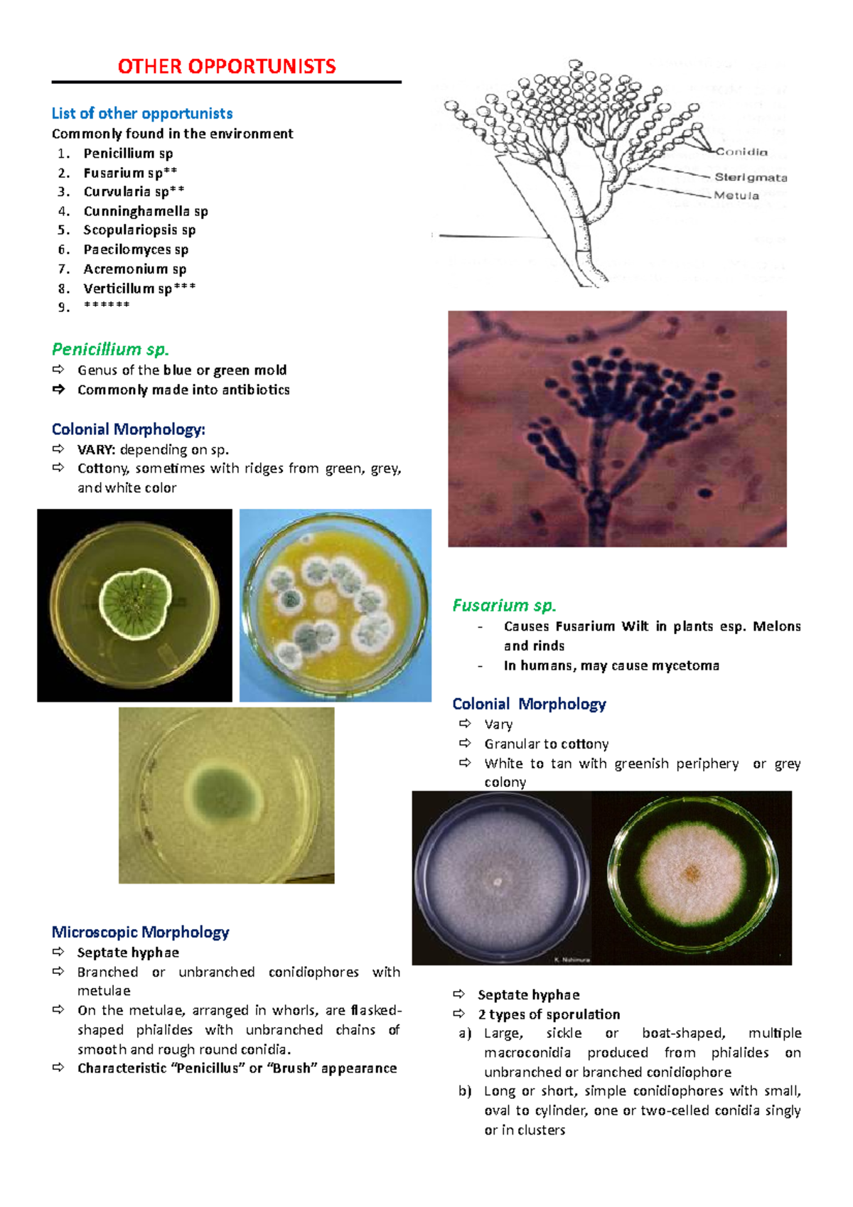 PPT13 Reviewer Myco Viro Other Opportunists - OTHER OPPORTUNISTS List ...