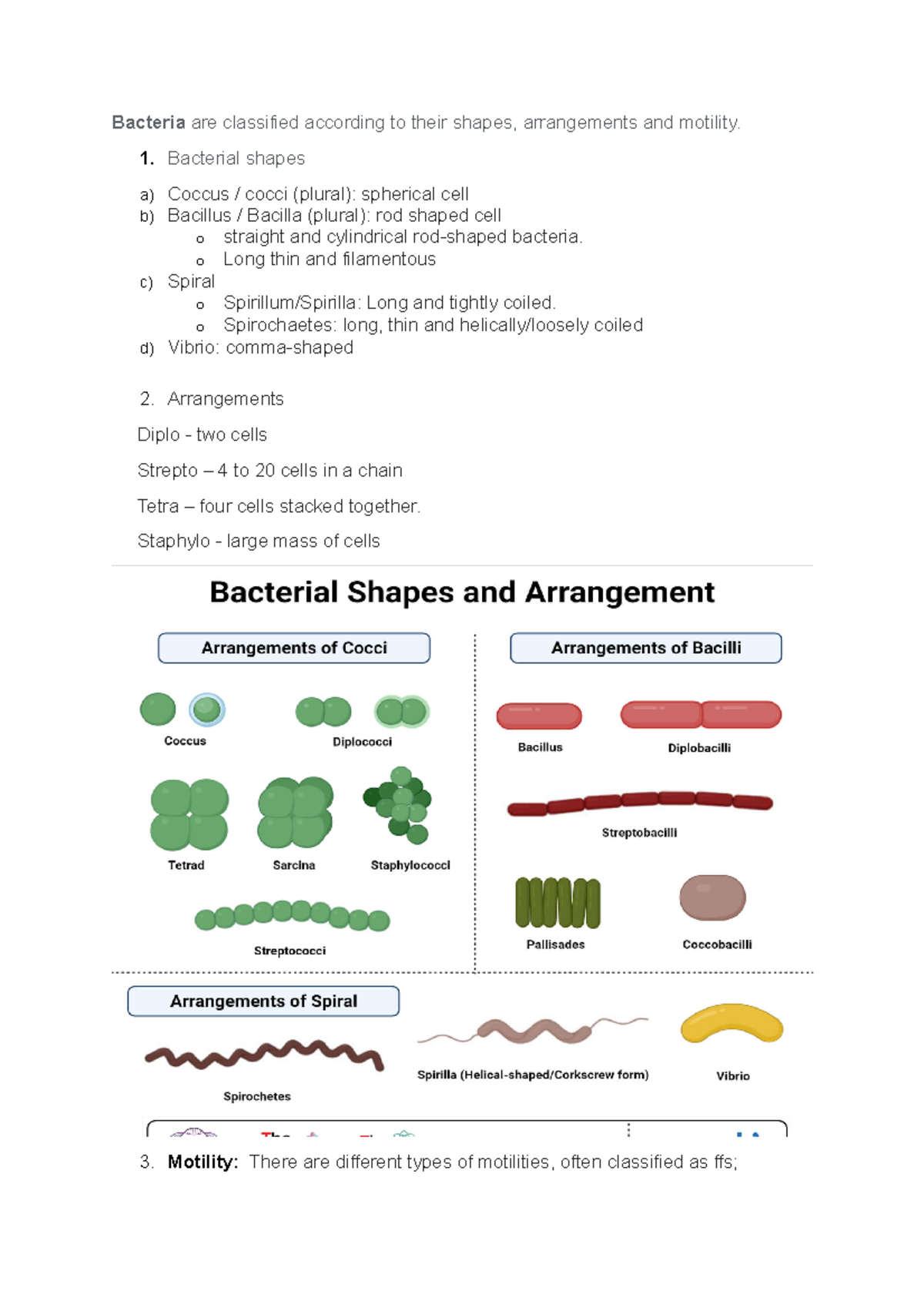 Bacterial form and motility lecture - Bacteria are classified according ...