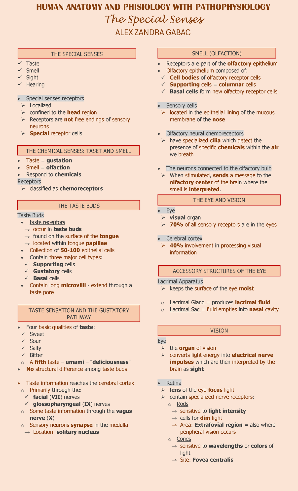 Specialsenses - human anatomy - The Special Senses ALEX ZANDRA GABAC ...
