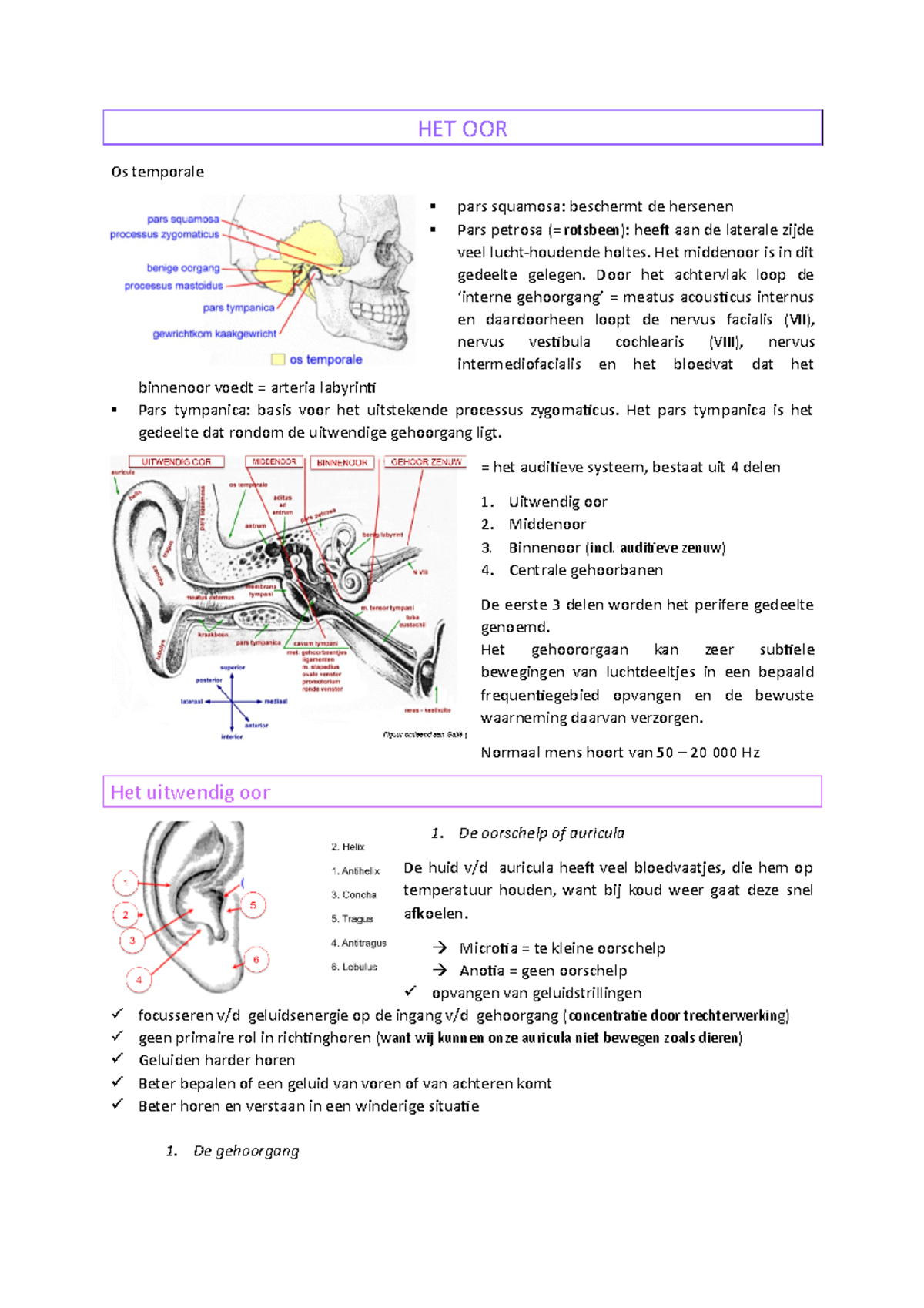 HET OOR - HET OOR Os temporale pars squamosa: beschermt de hersenen ...