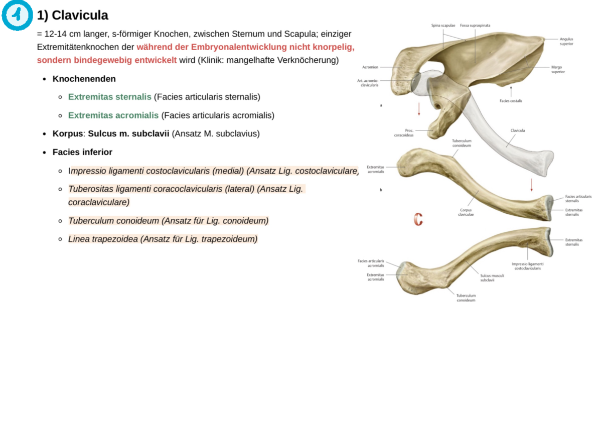 Knochen+Gelenke OE - Prometheus und Amboss zu Knochen und Gelenke der ...