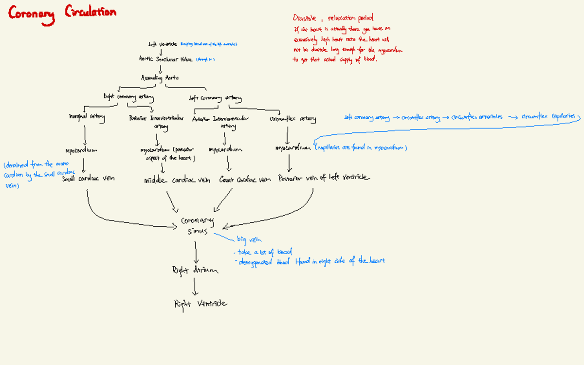 Mind Map for Anatomy - Coronary Circulation Diastole , relaxation ...
