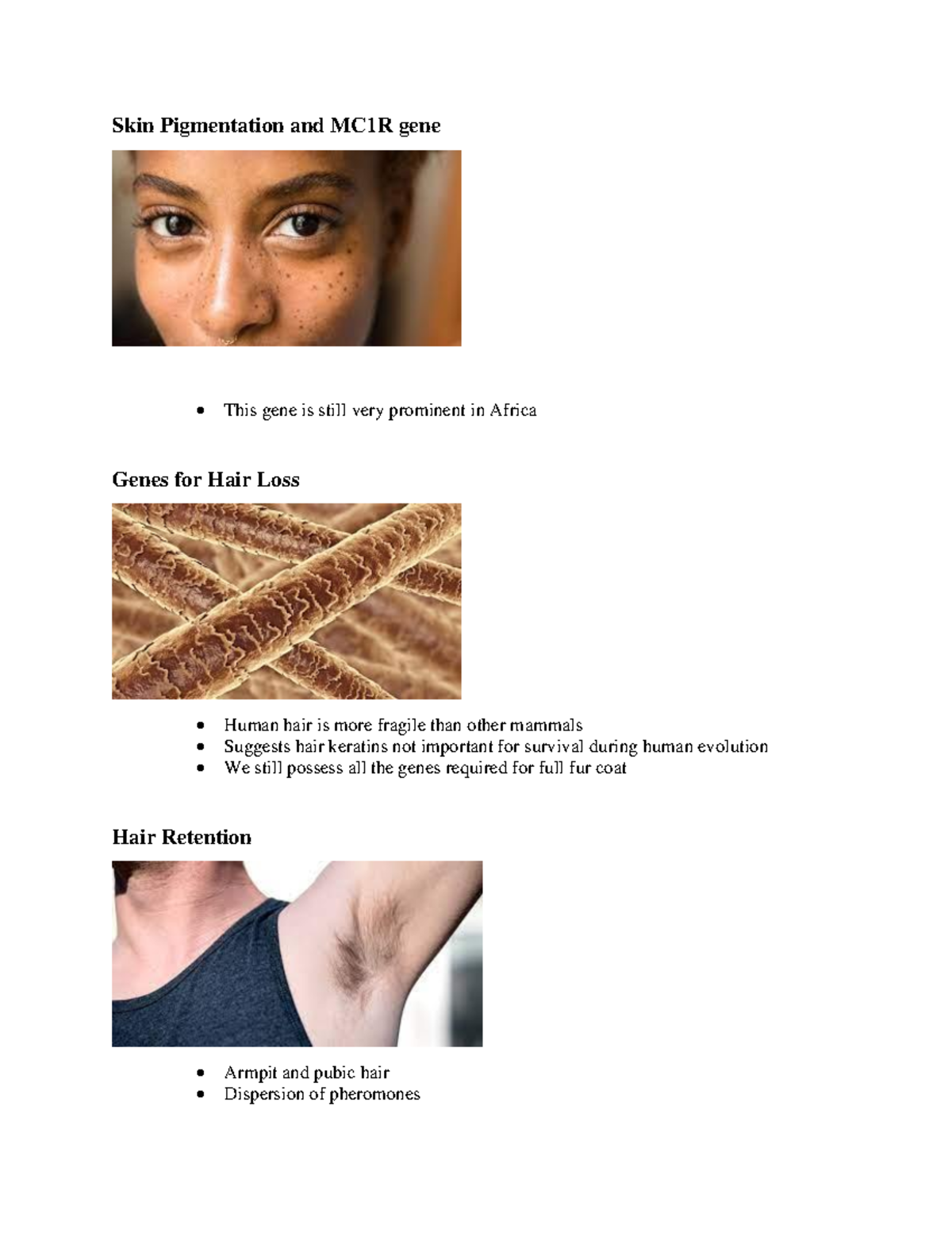 BIO1300: Skin Pt.4 - Skin Pigmentation and MC1R gene This gene is still ...