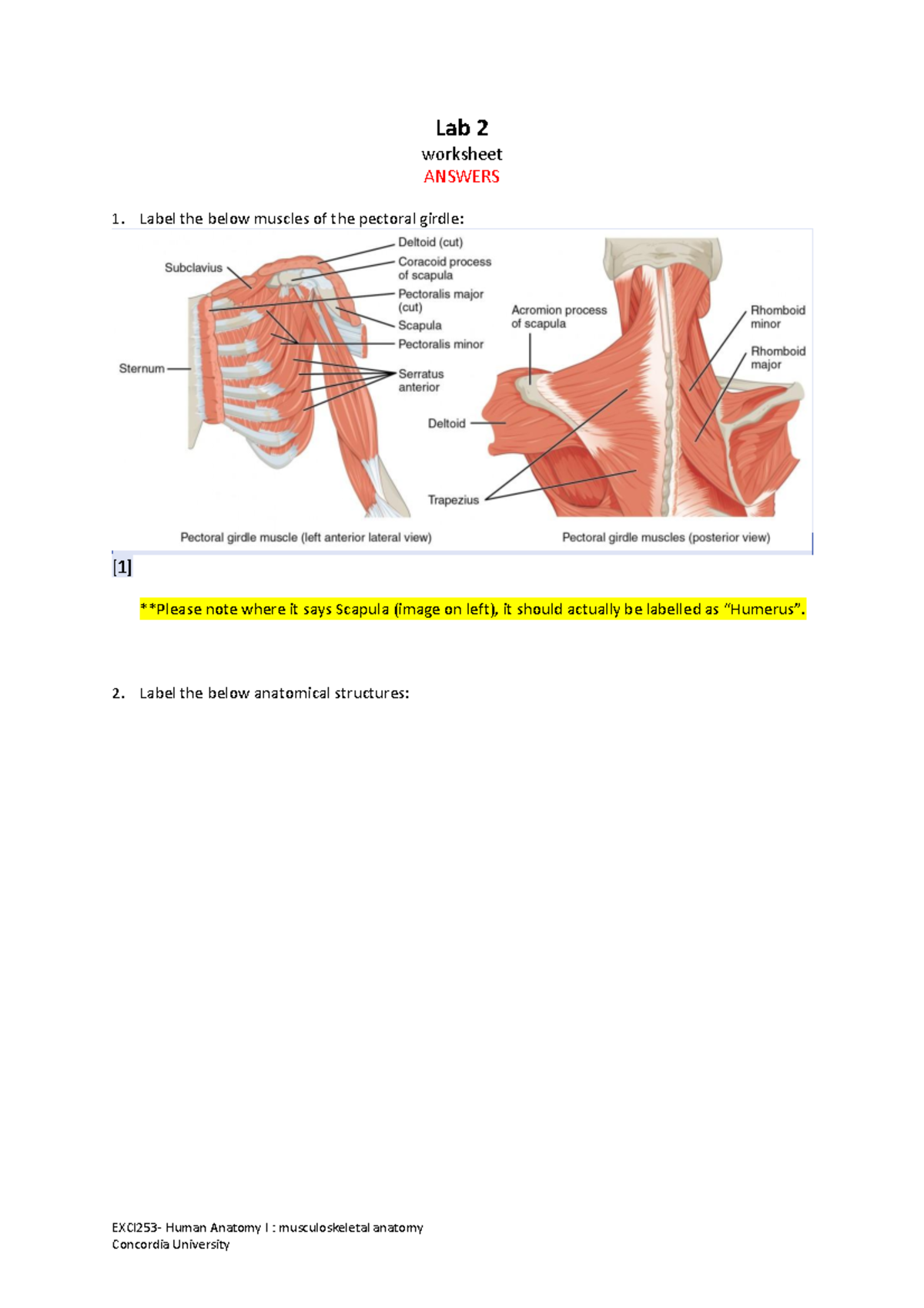 EXCI253- worksheet Lab 2 Answers - EXCI253- Human Anatomy I ...