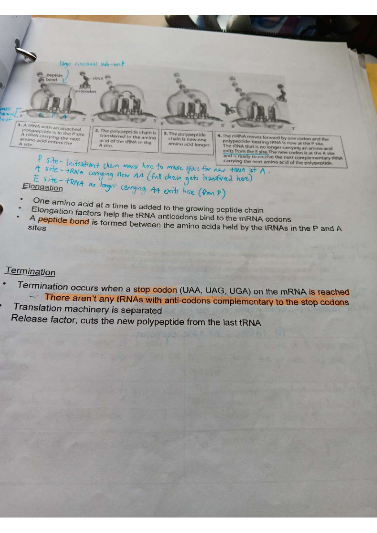 Genetics Unit Part 3 - Studocu