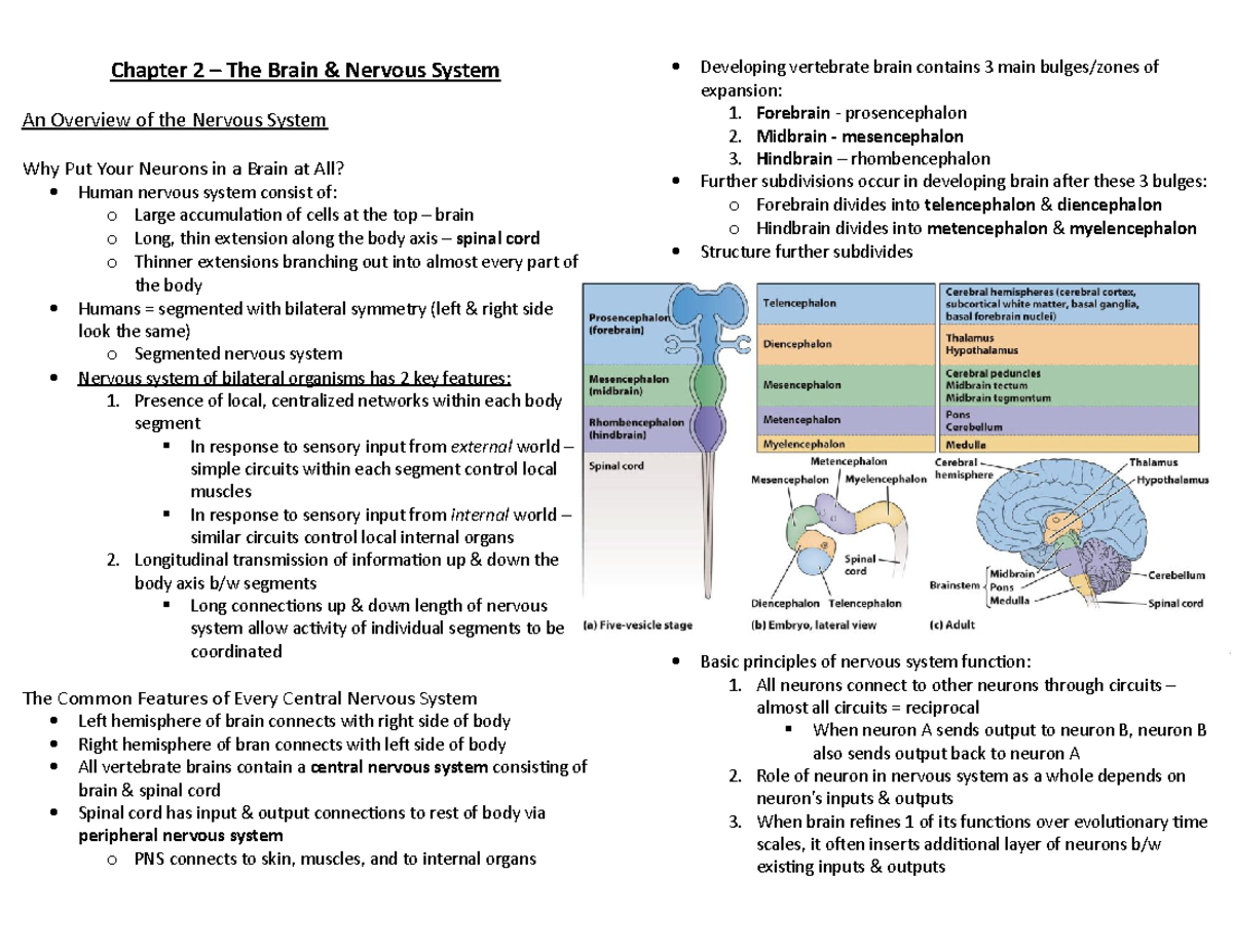 Ch. 2 - The Brain & Nervous System - Chapter 2 The Brain Nervous System ...