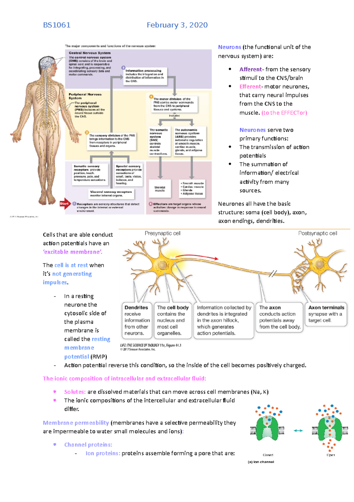 Neurones lecture notes - Neurons (the functional unit of the nervous ...