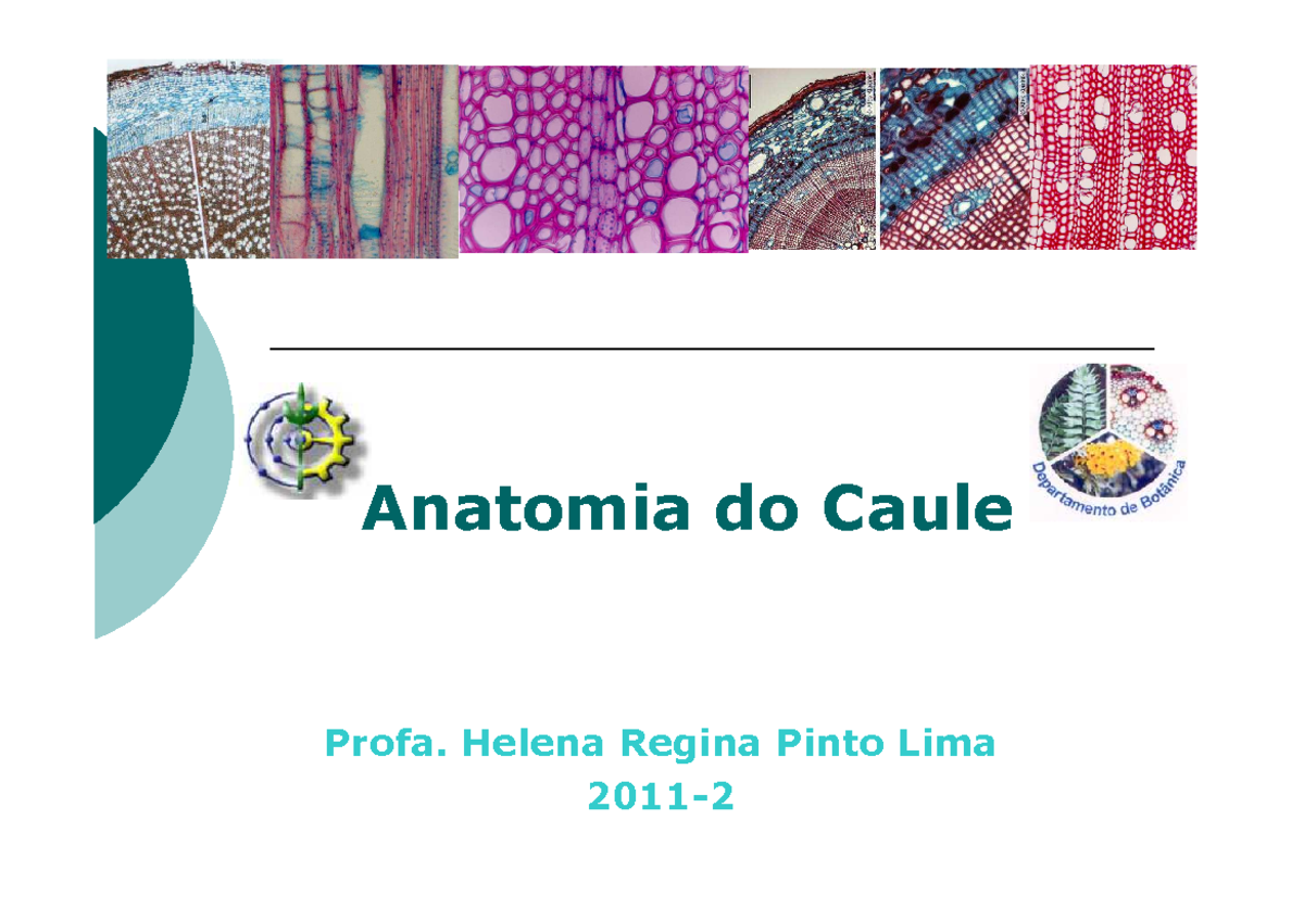 Aula caule final - Anatomia do Caule Profa. Helena Regina Pinto Lima ...