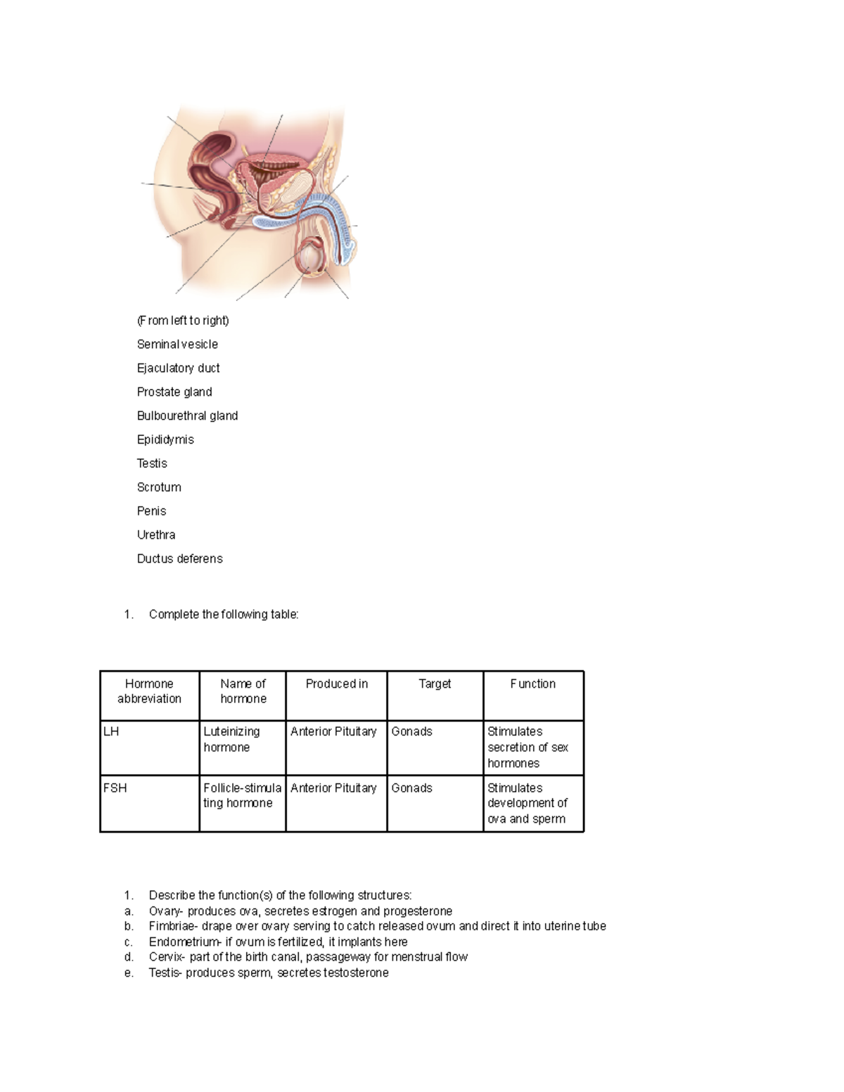 Page 2 APII Reproductive System ( EX 2, 3) Learning Objectives and Prelab Questions - (From left ...