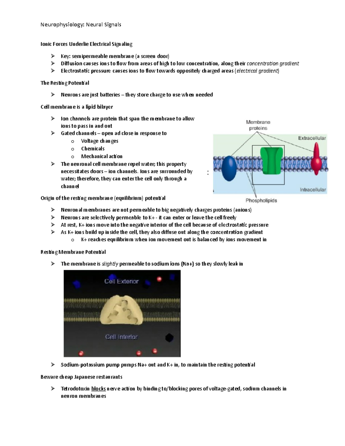 Neurophys lecture note - Neurophysiology: Neural Signals Ionic Forces ...