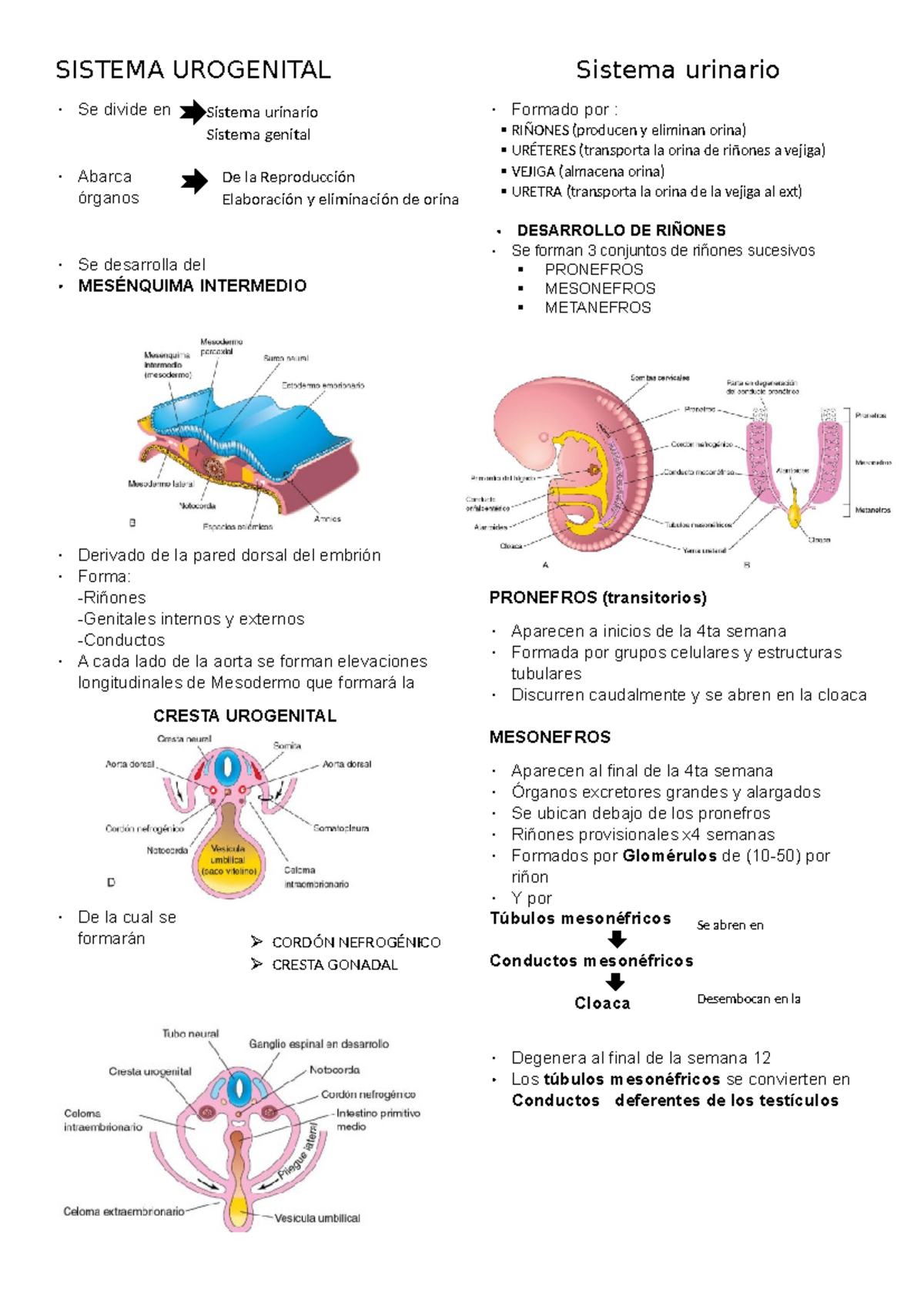 Sistema Urogenital - SISTEMA UROGENITAL Se divide en Abarca órganos Se desarrolla del - Studocu