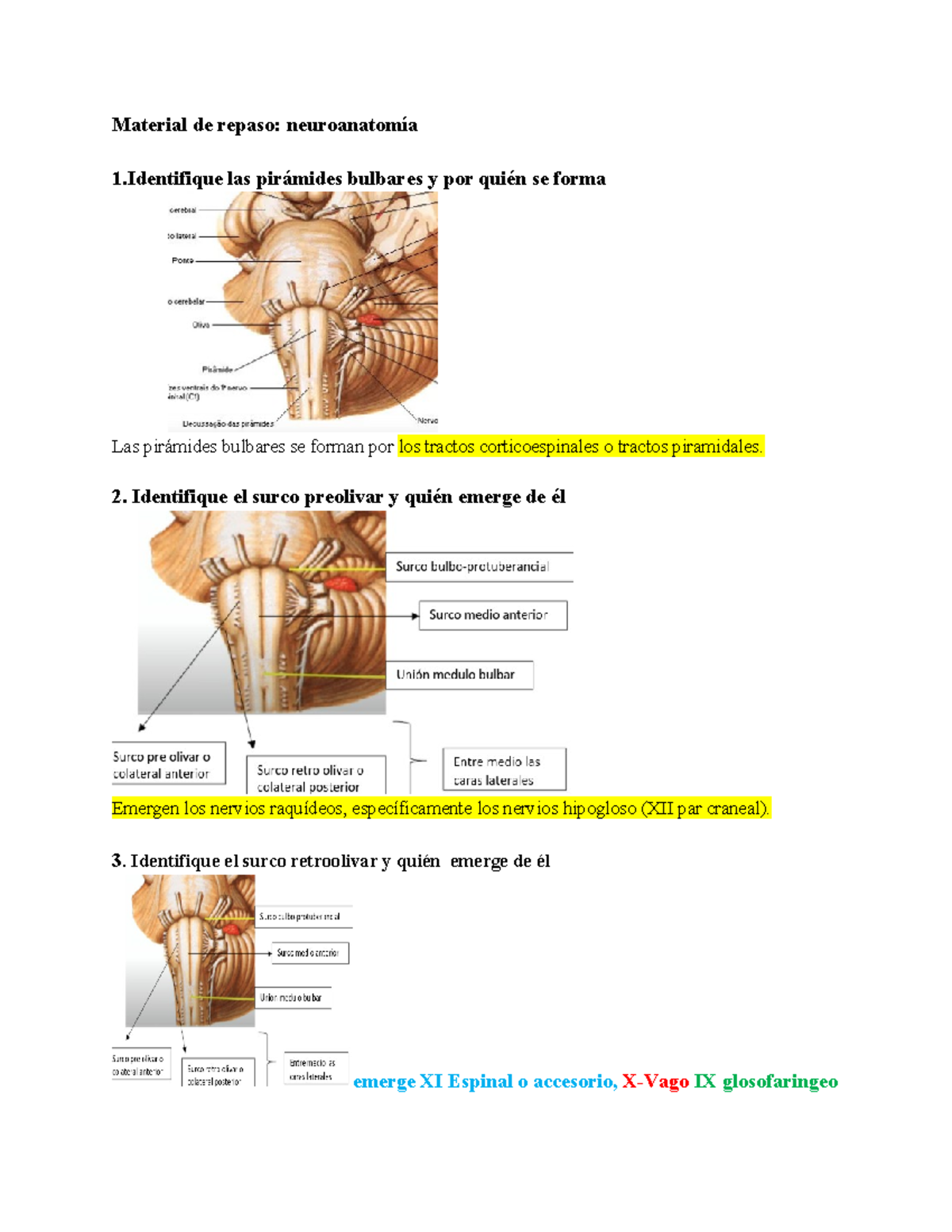 Repaso de neuro - Material de repaso: neuroanatomía 1 las pirámides ...