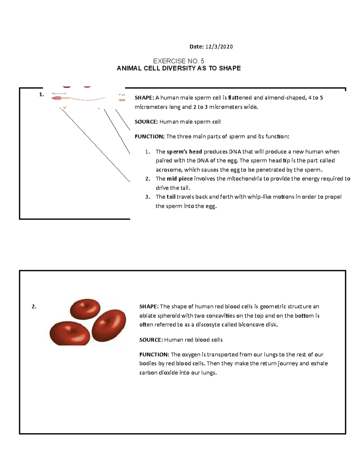 Zoology Exercise#5 - ANIMAL CELL DIVERSITY AS TO SHAPE - Date: 12/3 ...