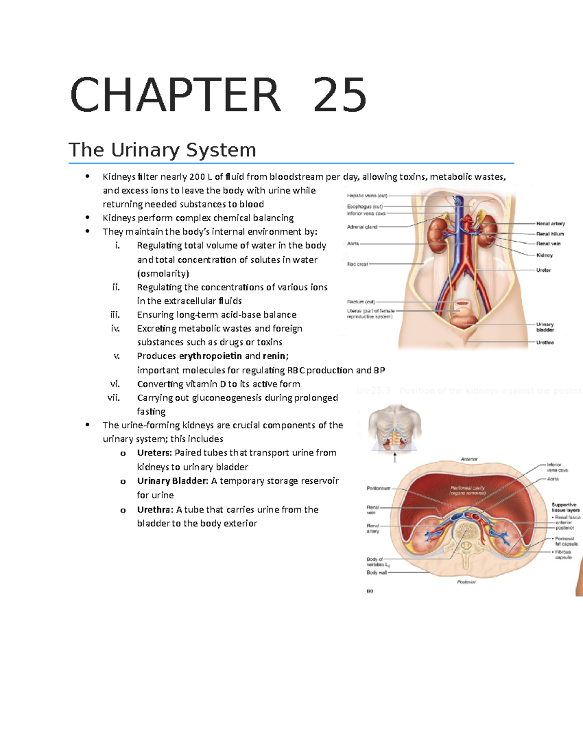 CH 25; Urinary System - CHAPTER 25 The Urinary System Kidneys filter ...
