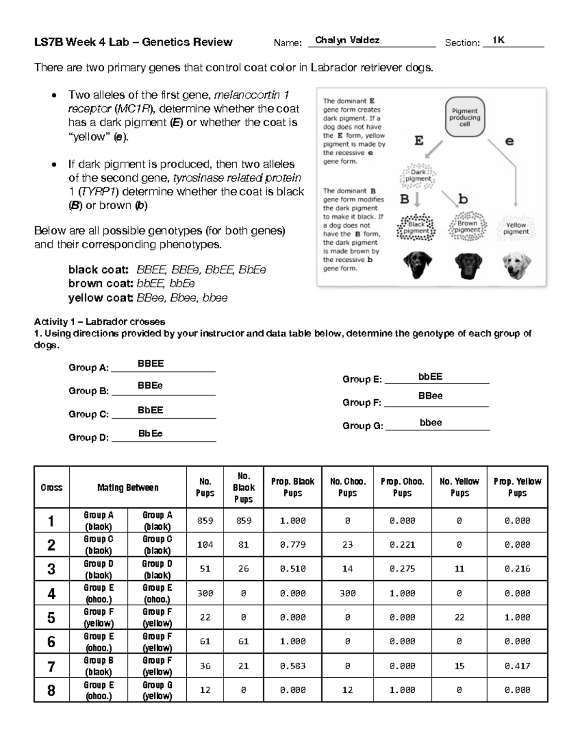 Week 4 Lab Worksheet - This contains the actual lab for the week containing questions and ...