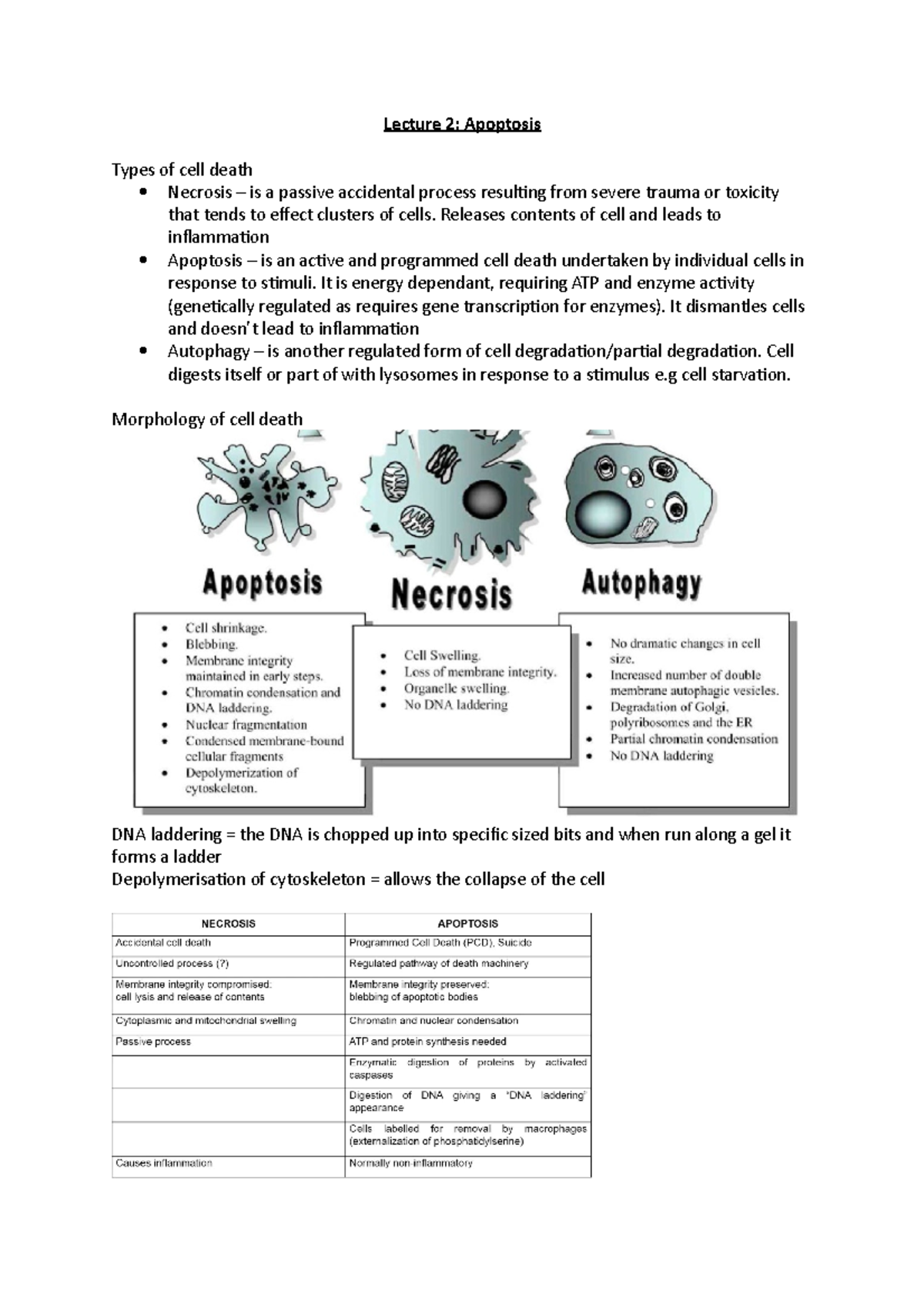 Lecture 2- Apoptosis - Lecture 2: Apoptosis Types of cell death ...