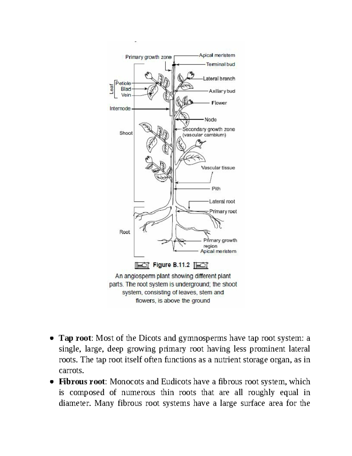 General science for UPSC-114 - Tap root: Most of the Dicots and ...