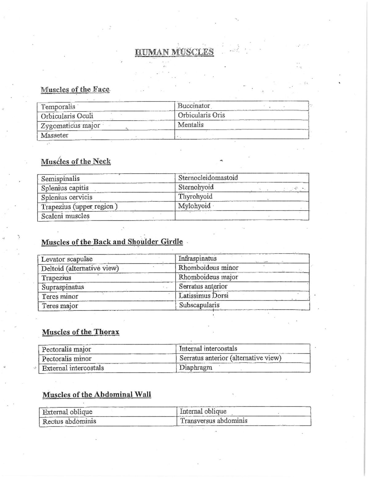 203-Human Muscle List - SCB 203 - Studocu