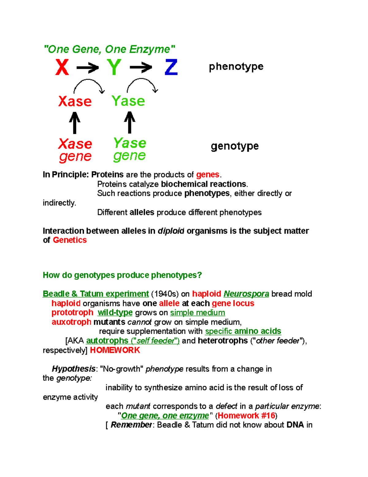 Molecular Basis of Heredity - lecture notes 5 - "One Gene, One Enzyme ...
