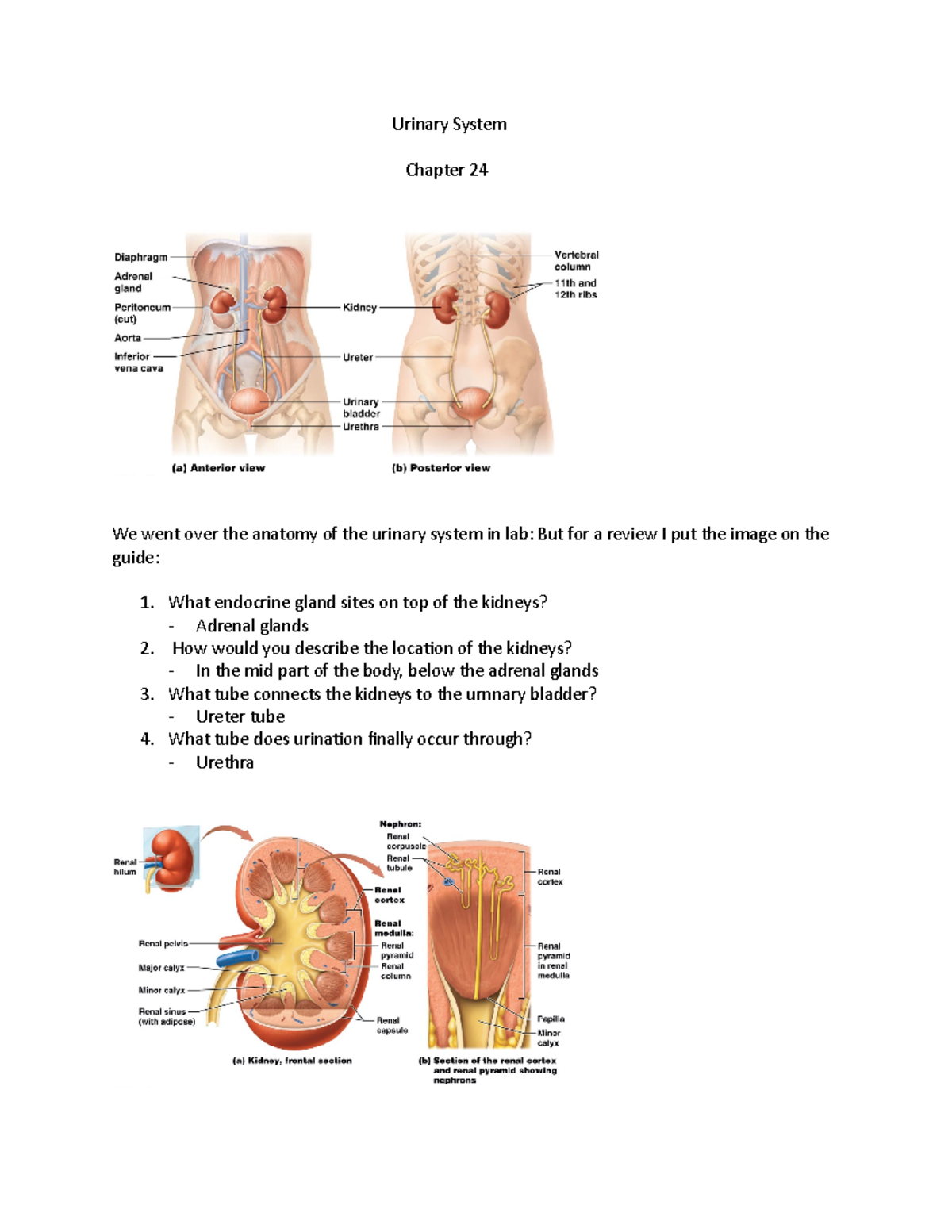 Urinary System - study materials - Urinary System Chapter 24 We went ...