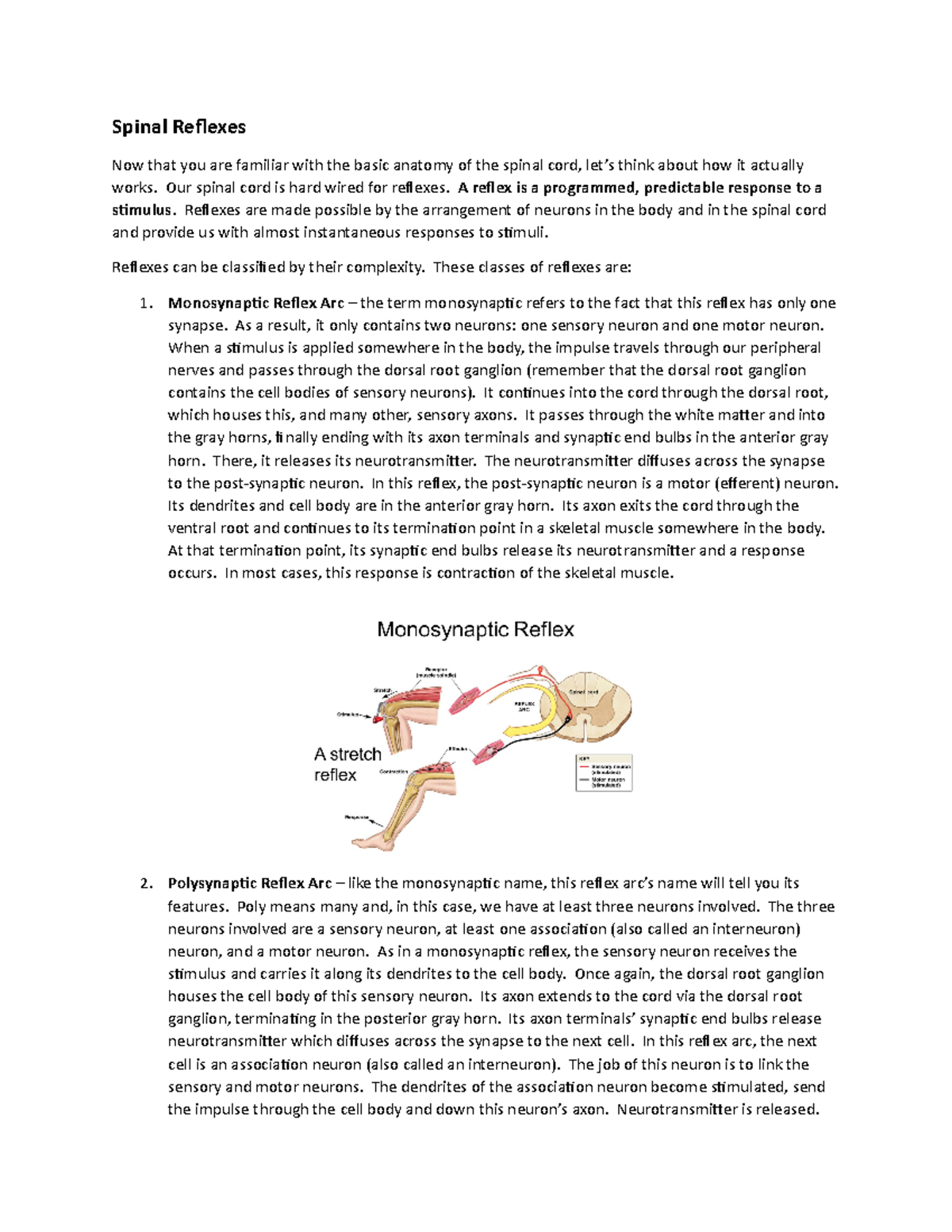 Spinal Reflexes 1 - Spinal Reflexes Now that you are familiar with the ...