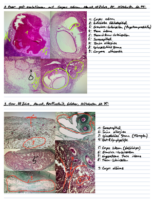 Grundlagen Histo Zusammenfassung - Definition Grundbegriffe Einteilung in vier Grundgewebe - Studocu