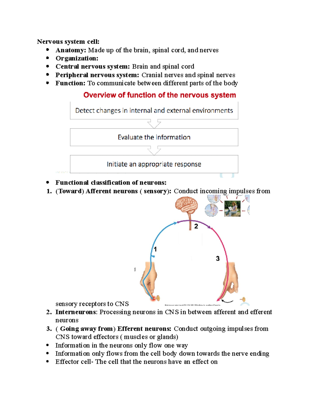 Anatomy exam - practice - Nervous system cell: Anatomy: Made up of the ...