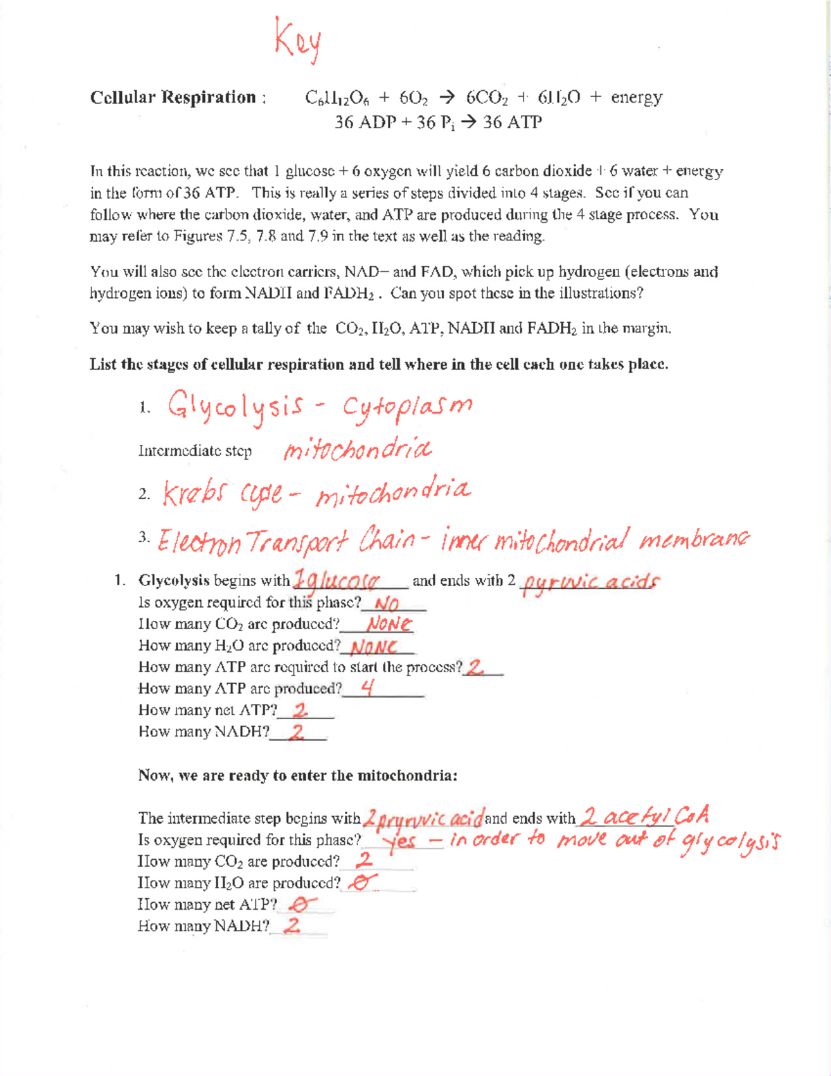 Cellular Respiration Answer Key - CHEM& 121 - Studocu