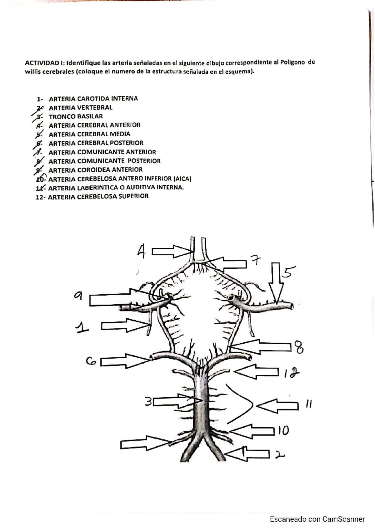 Practica del laboratorio - LAB Neuroanatomía - Studocu