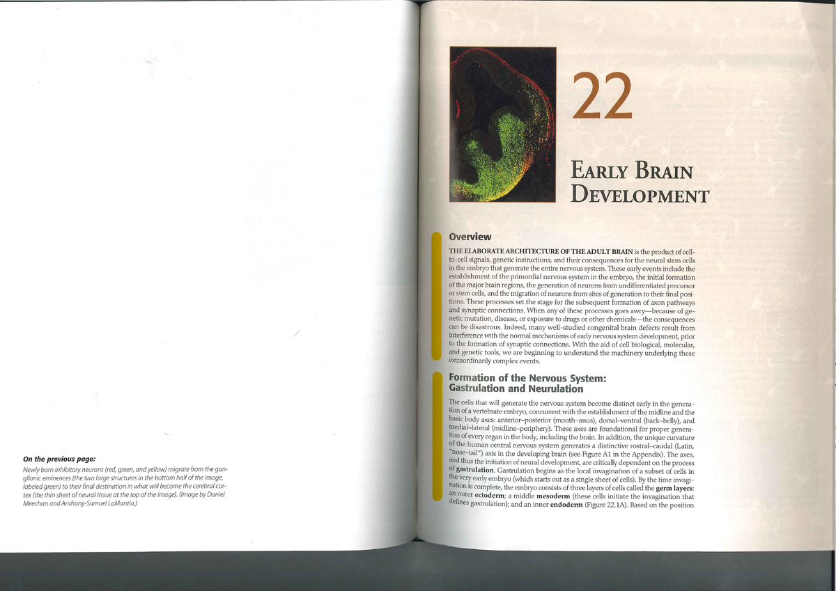 Dev Brain - Early brain development - Neuropsicologia - Studocu