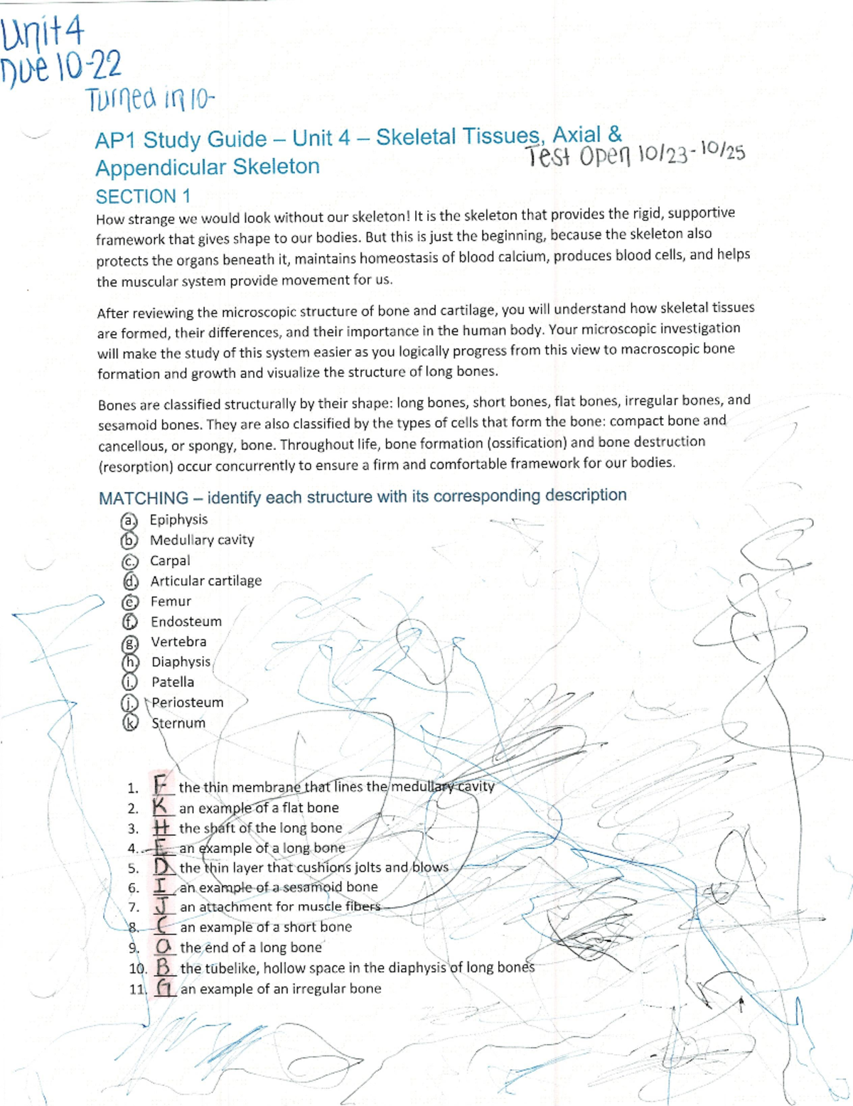 A&P Skeletal Axial & Appendicular Skeleton SG and Lab - ALHS 1011 - Studocu