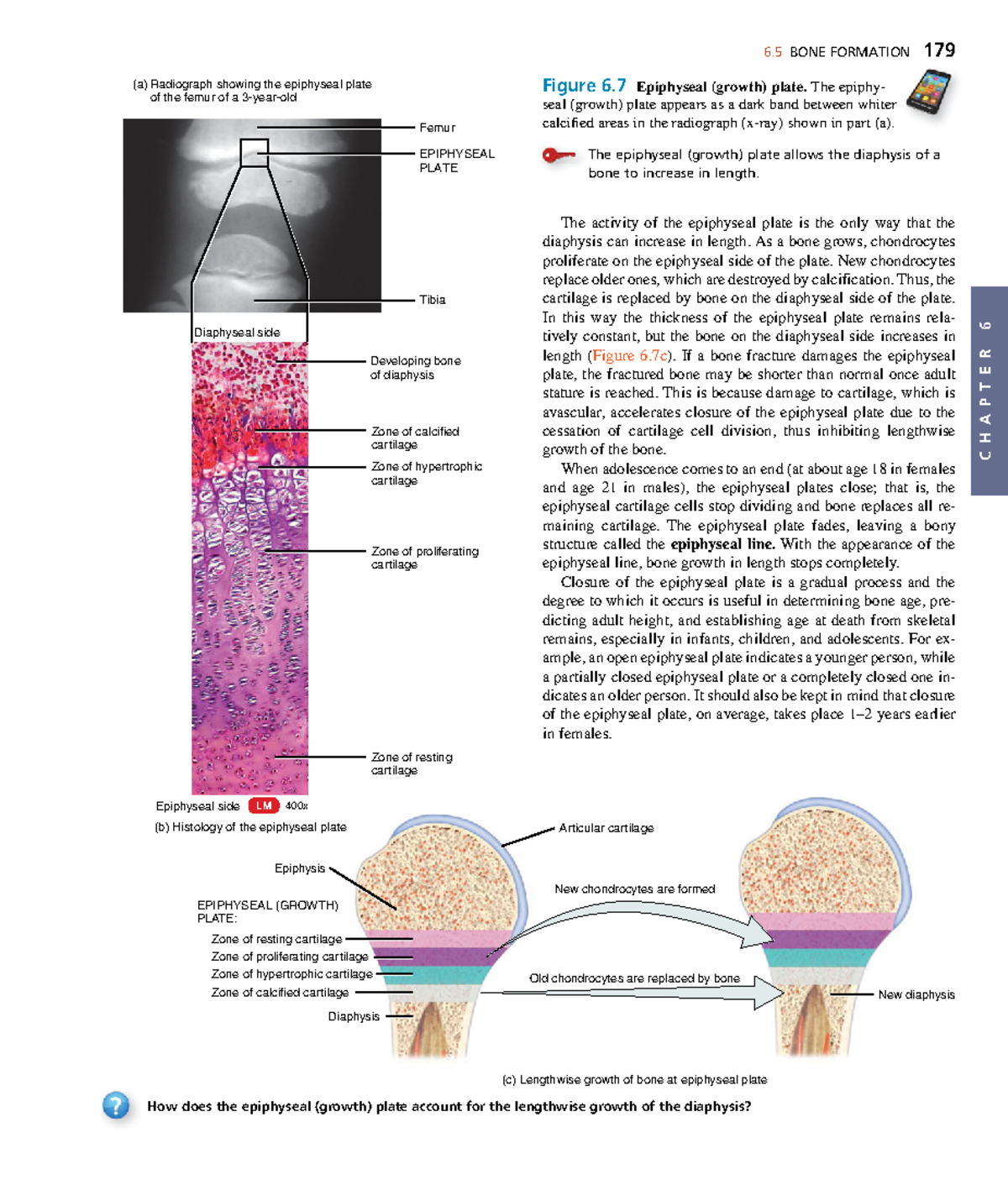 Anatomyand Physiology-71 - C H A P T E R 6 (c) Lengthwise growth of ...