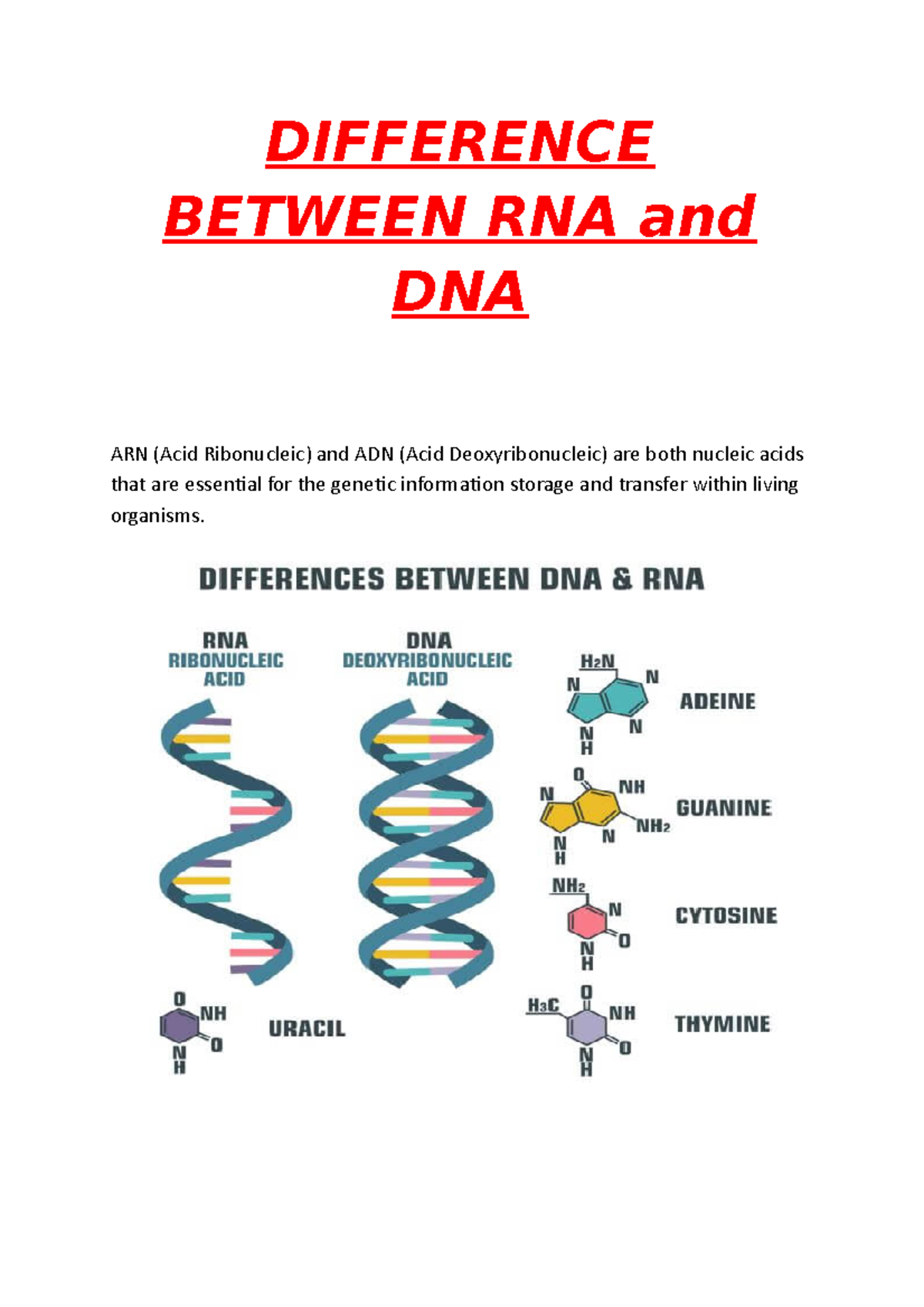 Difference Between RNA and DNA - DIFFERENCE BETWEEN RNA and DNA ARN ...
