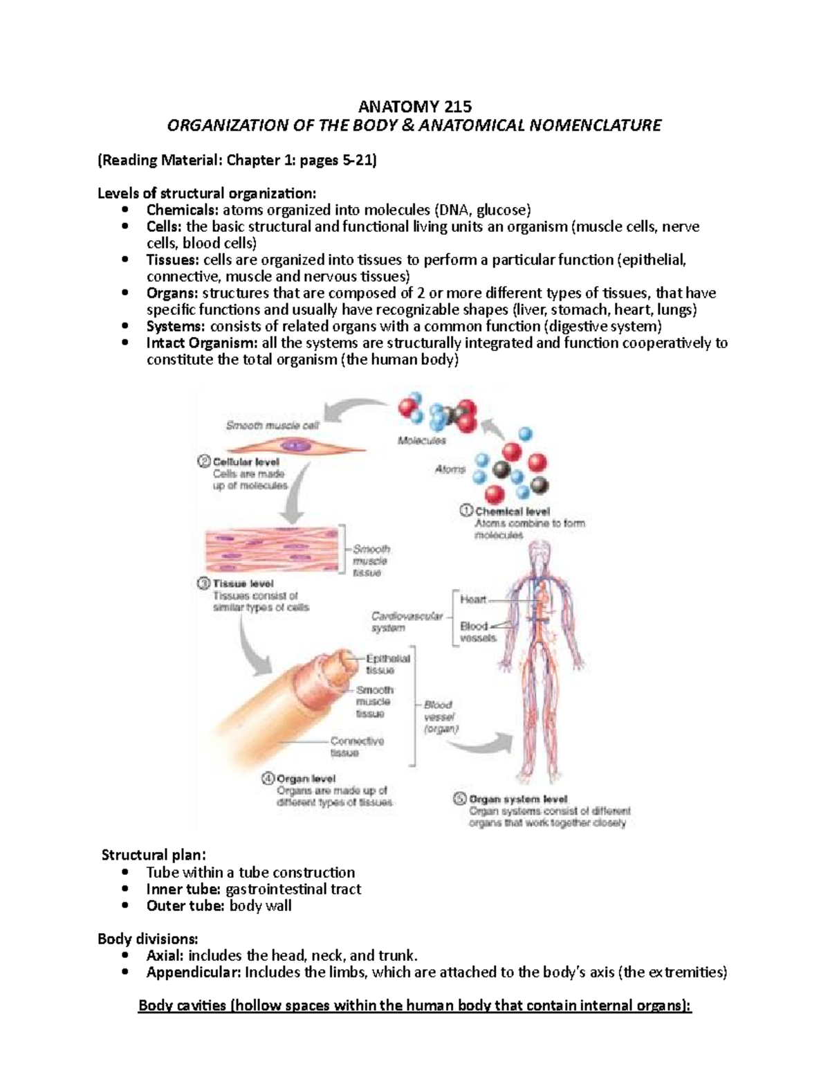 2. Organization OF THE BODY & Anatomical Nomenclature - ANATOMY 215 ...