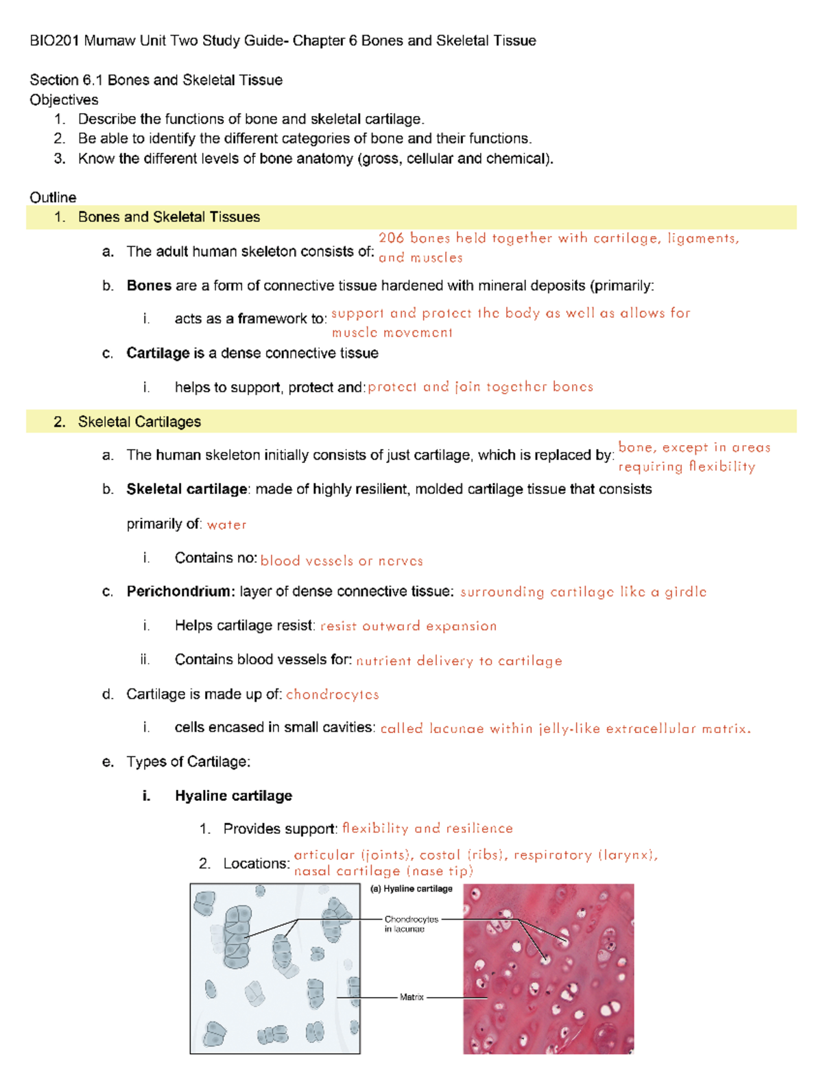 Unit Two Study Guide- Chapter 6 Bones and Skeletal Tissue - Describe ...
