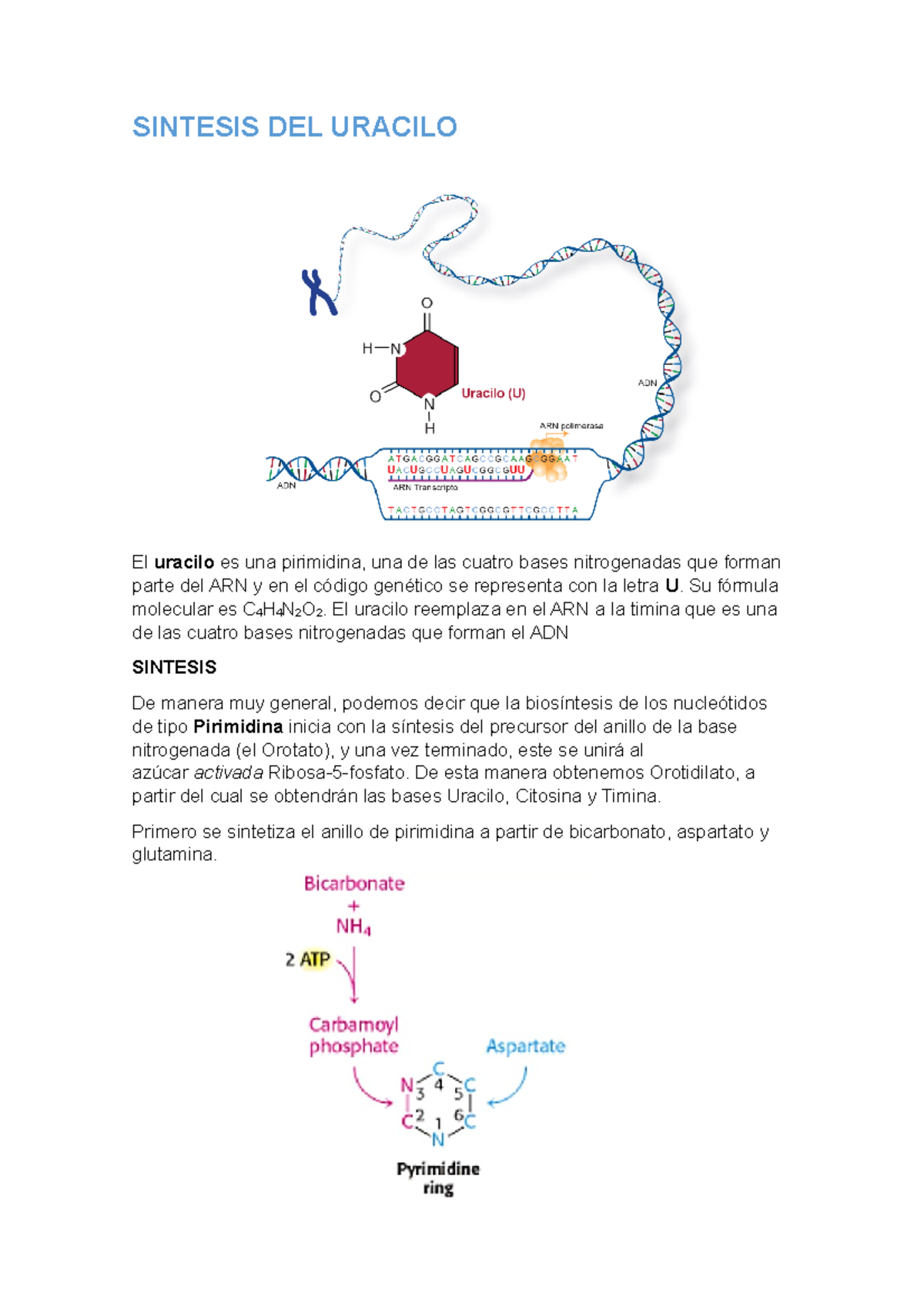 Resumen Uracilo - SINTESIS DEL URACILO El uracilo es una pirimidina ...