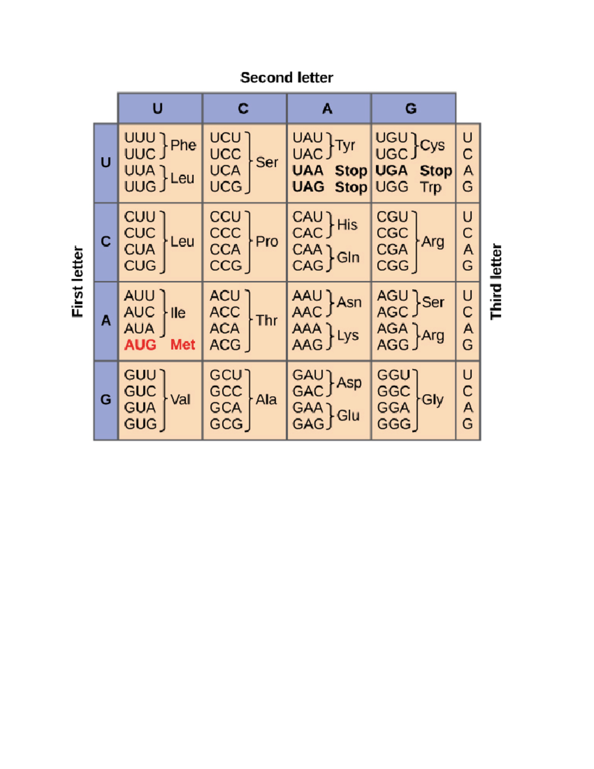 Codon Chart - The world of Science - Studocu