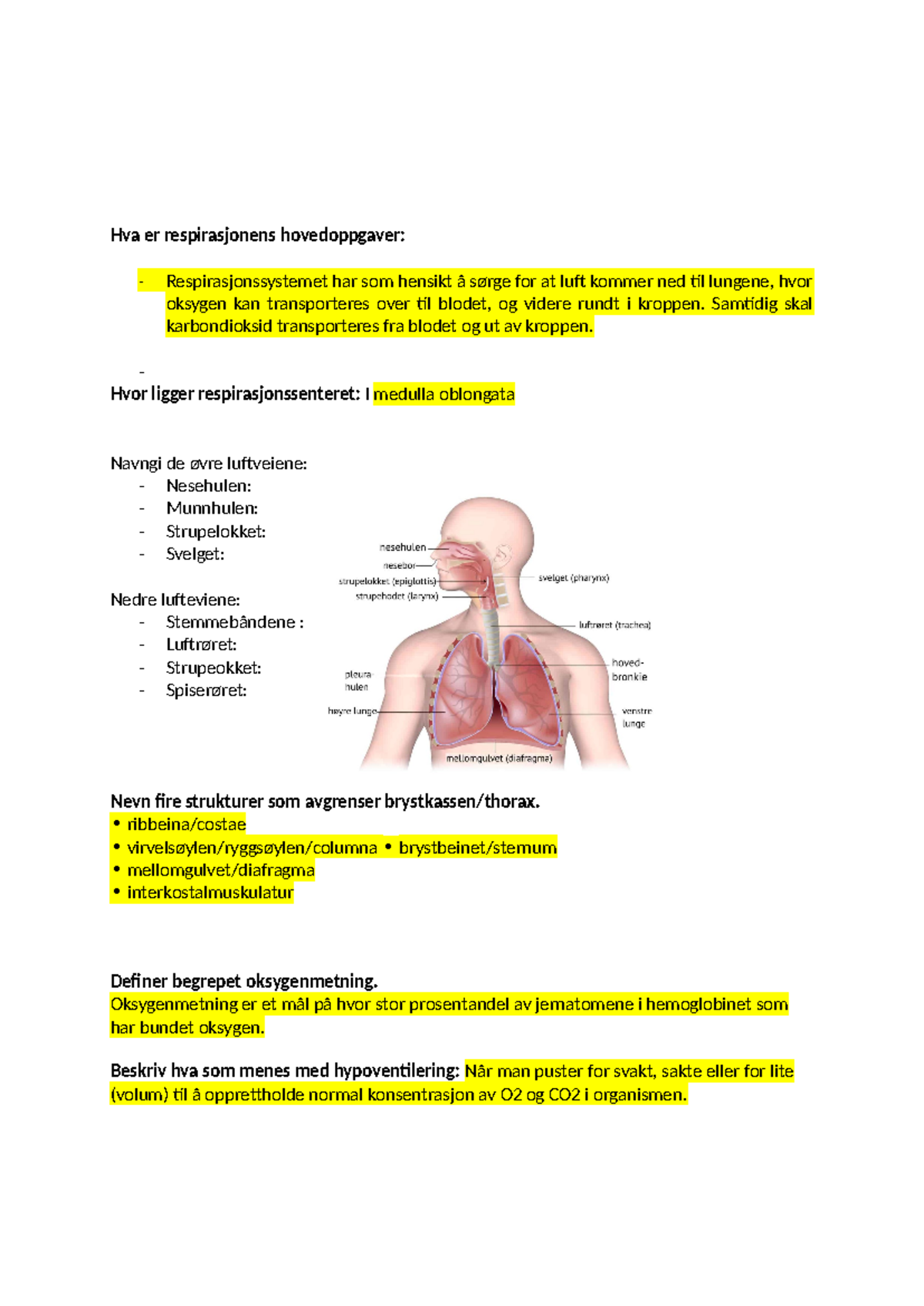 Respirasjon - Sammendrag Anatomi, Fysiologi Og Biokjemi - Hva er ...
