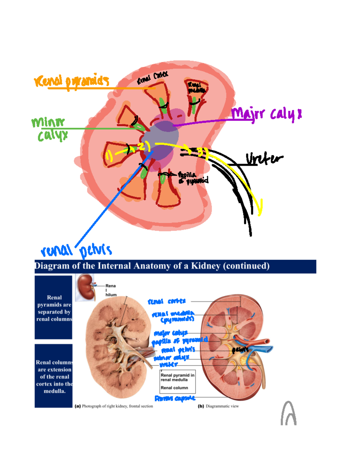 Renal System Notes 2 - Renalpyramids r gaia minor hzgdH marrcalyx ftp ...