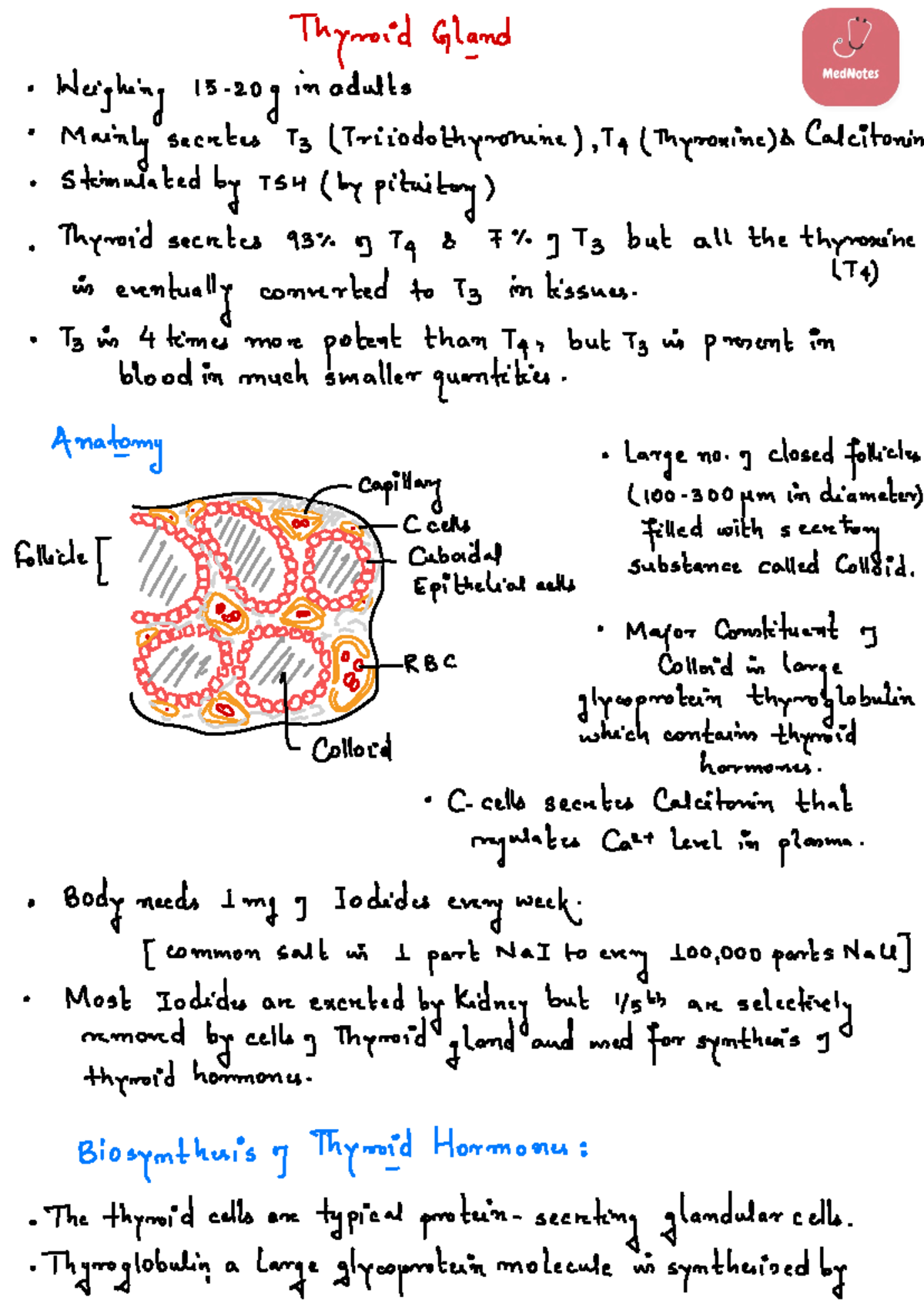 Thyroid Gland - Notes - Thyroid Gland Weighing 15 -20g in adults Mainly ...
