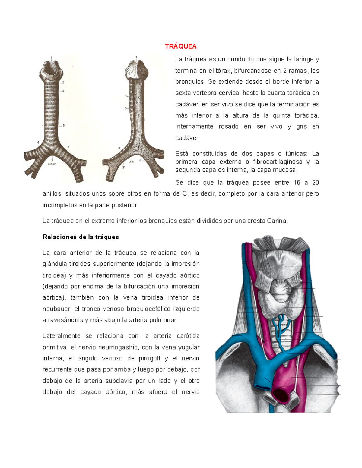 Resumen de Tráquea de anatomía - Anatomia - Universidad Católica ...