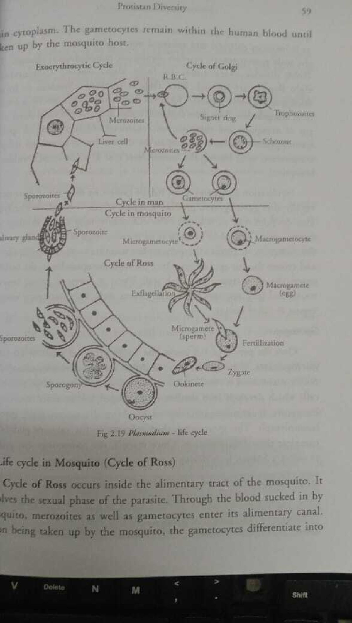life cycle of plasmodium - Zoology - Studocu